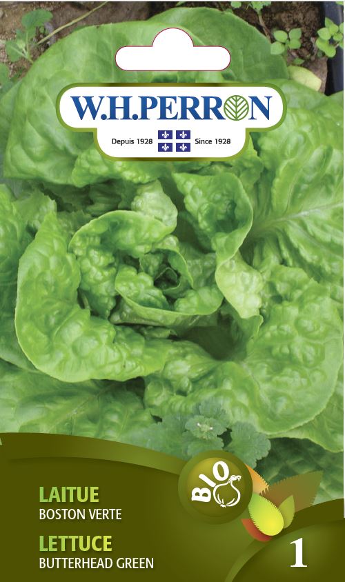 Lettuce Butterhead Green Seeds Jardineries Botanix Lettuce Butterhead Green Seeds Jardineries Botanix