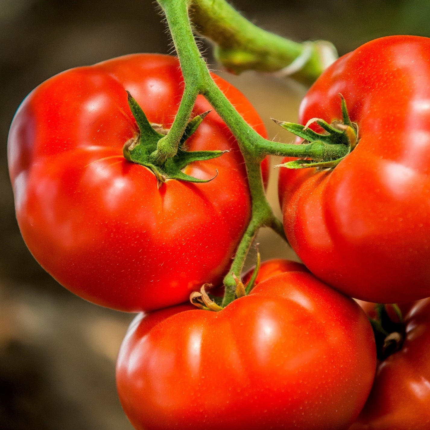 Big Beef' Red Tomato – Jardineries Botanix