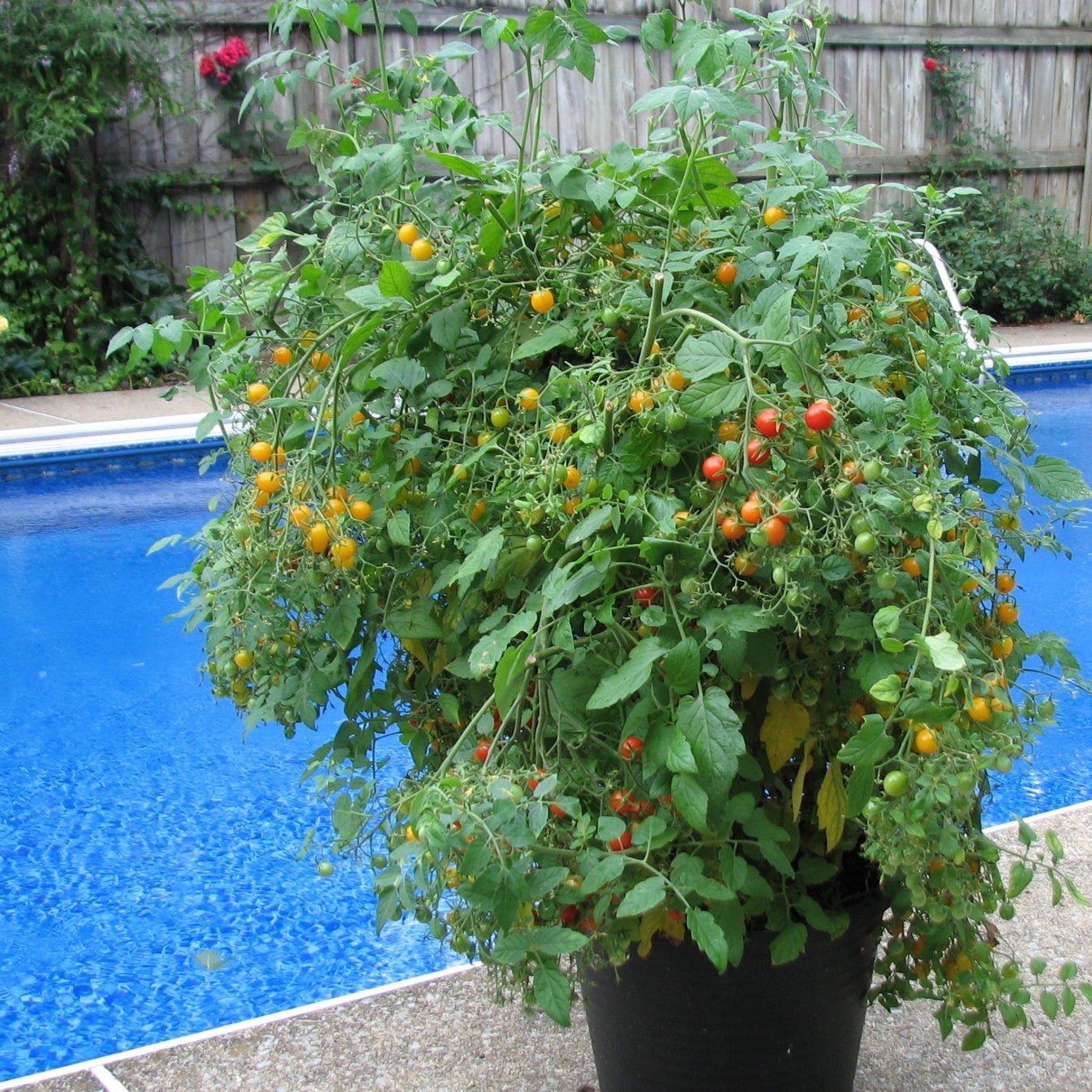 Tomate cerise 'Bonbon' – Jardineries Botanix