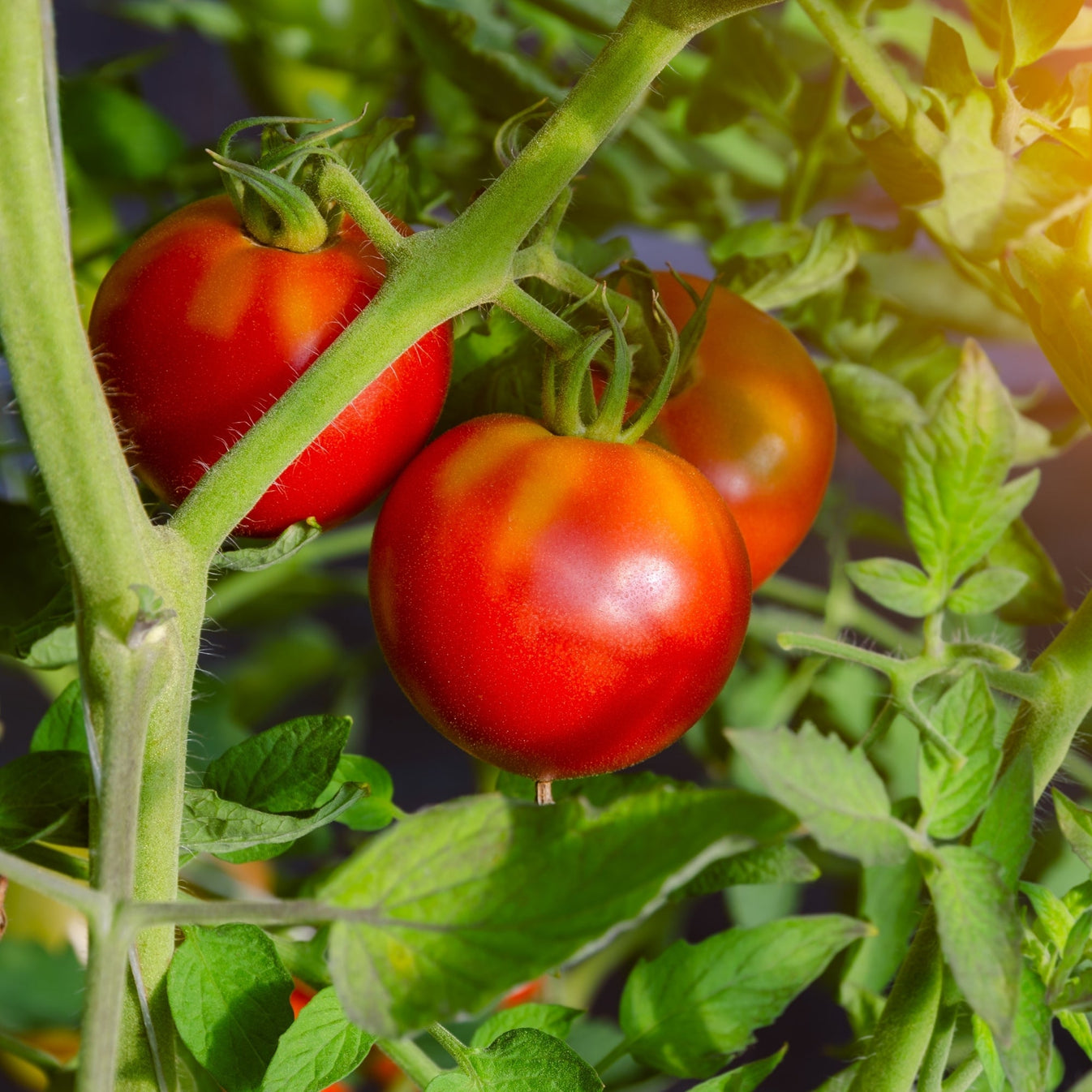 Tomate rouge 'Celebrity' | Botanix – Jardineries Botanix