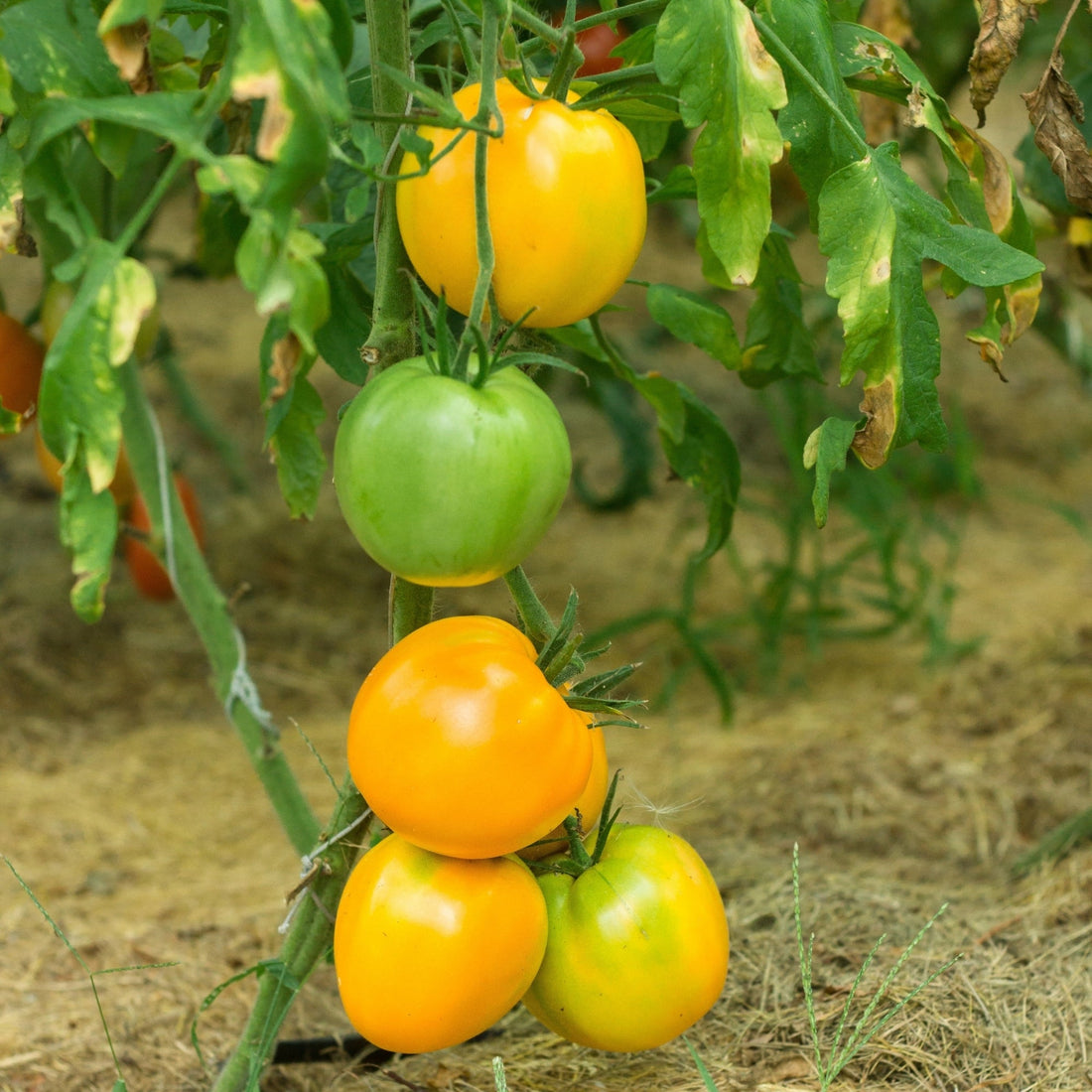 Tomate jaune 'Lemon Boy' – Jardineries Botanix