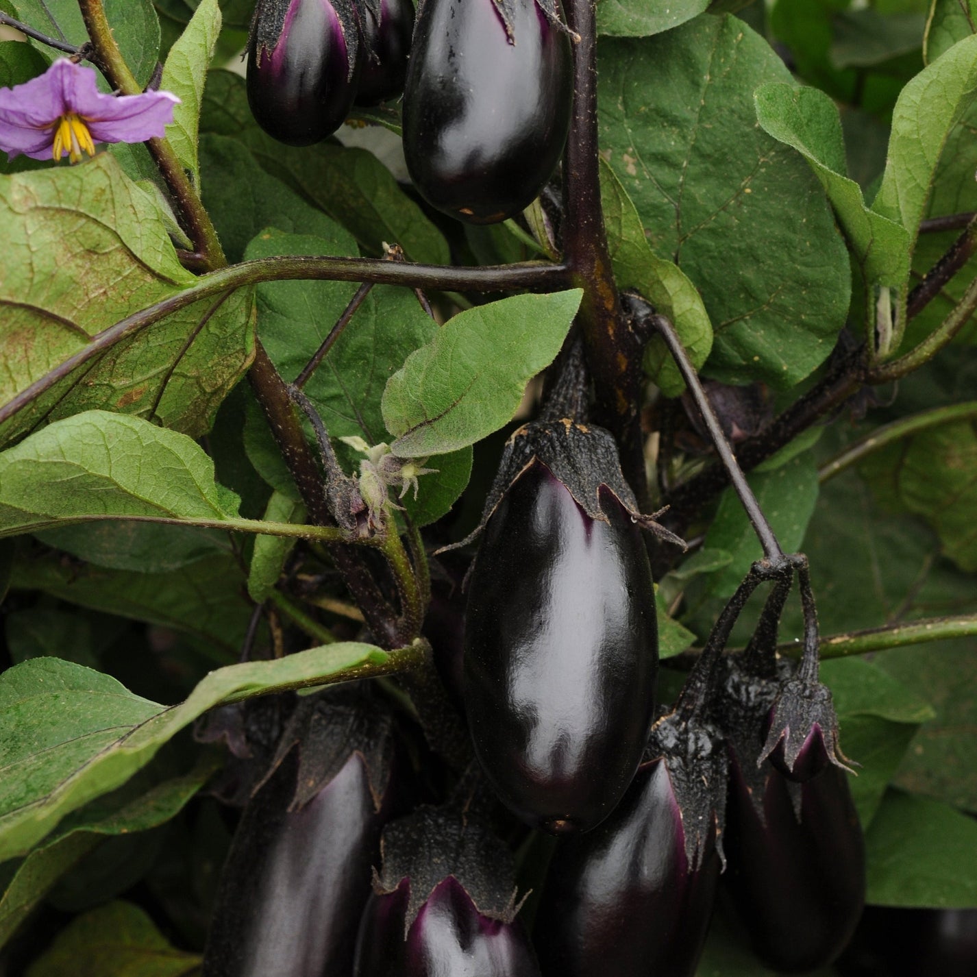 Aubergine 'Patio Baby' – Jardineries Botanix