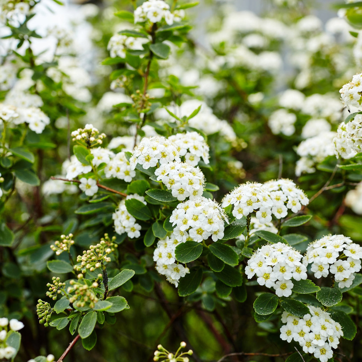 Snowmound' Spirea – Jardineries Botanix