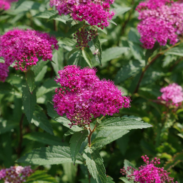 Explosive Neon Pink Flowers | 'Neon Flash' Spirea | Spiraea japonica ...