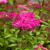 Explosive Neon Pink Flowers | 'Neon Flash' Spirea | Spiraea japonica ...