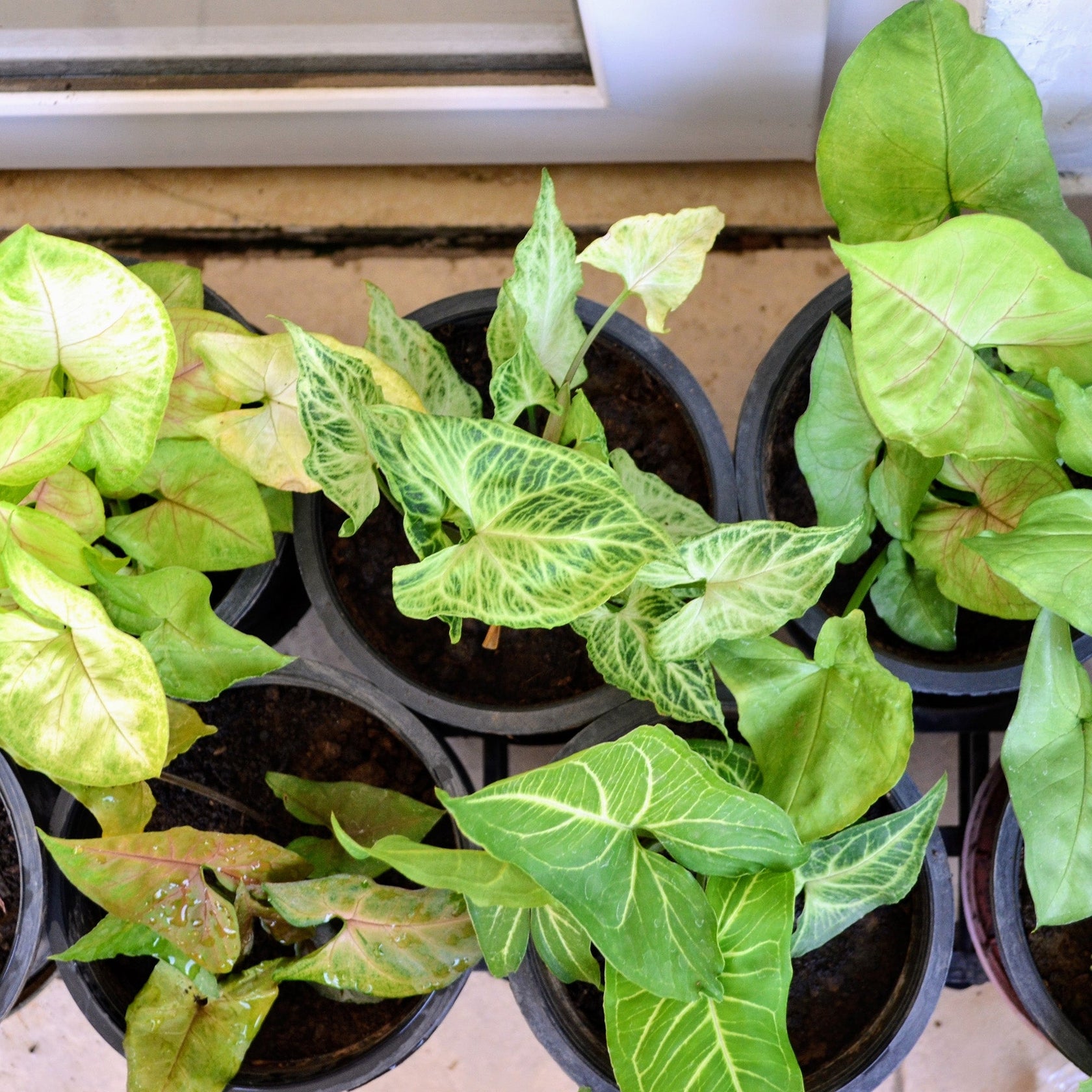 Syngonium assortment – Jardineries Botanix