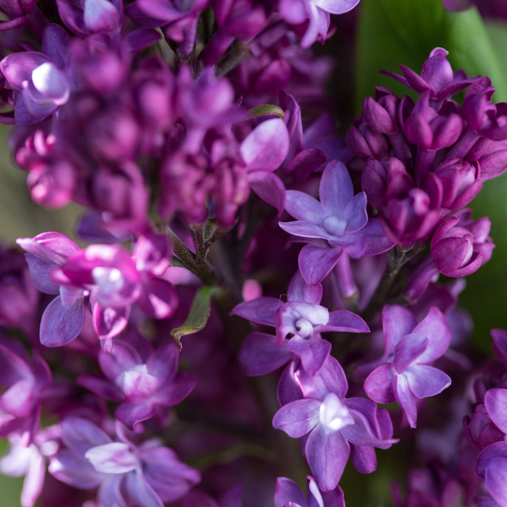 Lilas VIRTUAL VIOLET® – Jardineries Botanix