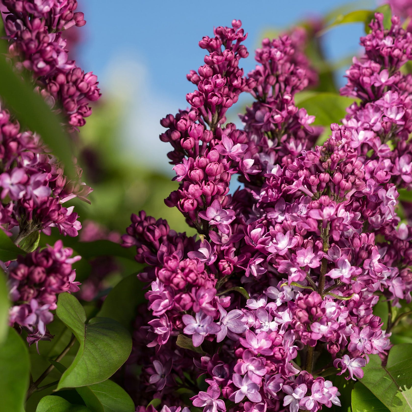 Lilas VIRTUAL VIOLET® – Jardineries Botanix