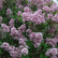 Lilas nain de Corée – Jardineries Botanix