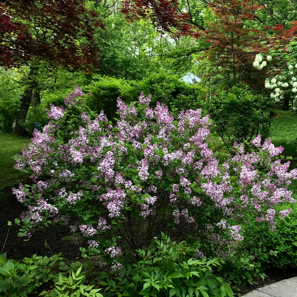 Lilas nain de Corée – Jardineries Botanix
