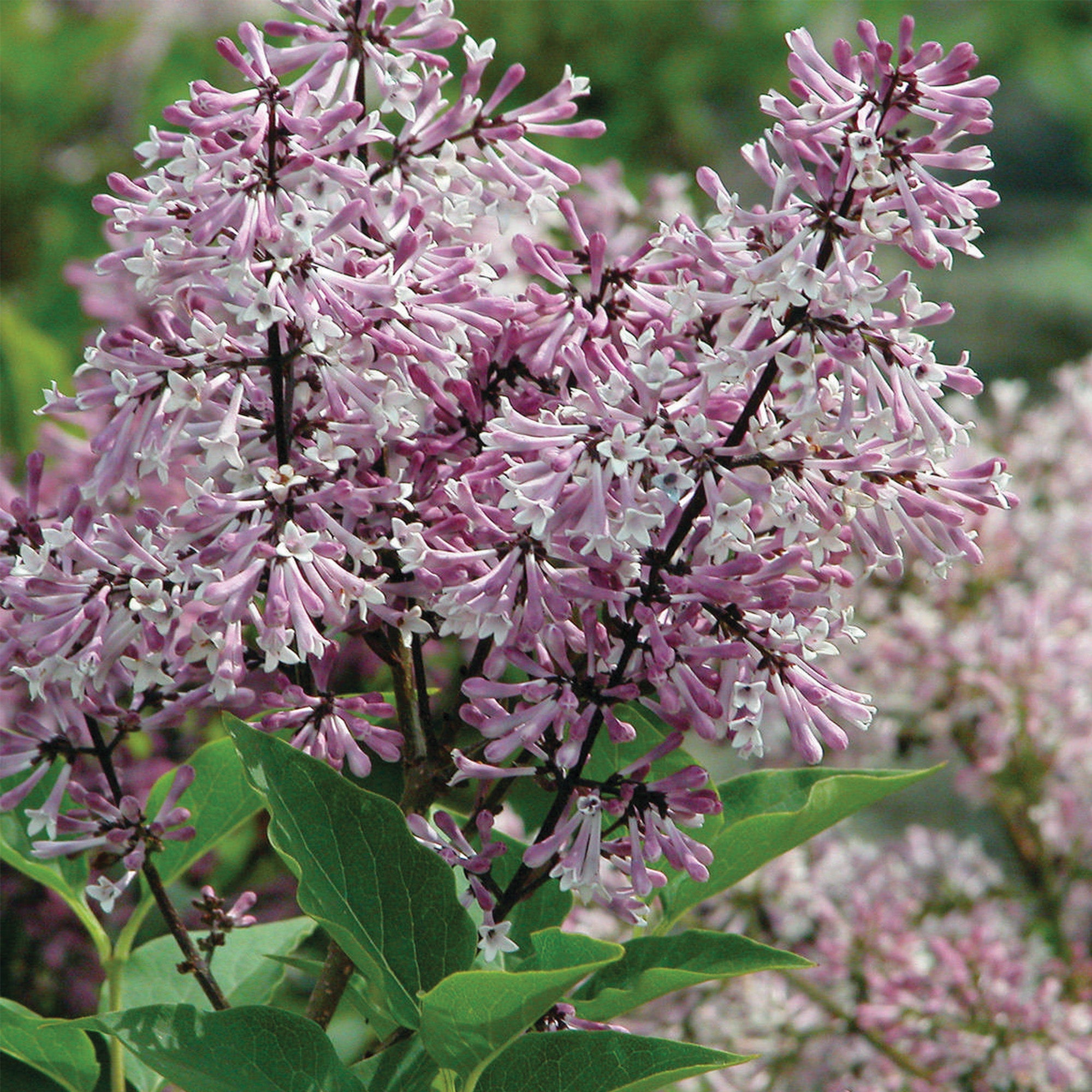 Lilas nain de Corée – Jardineries Botanix