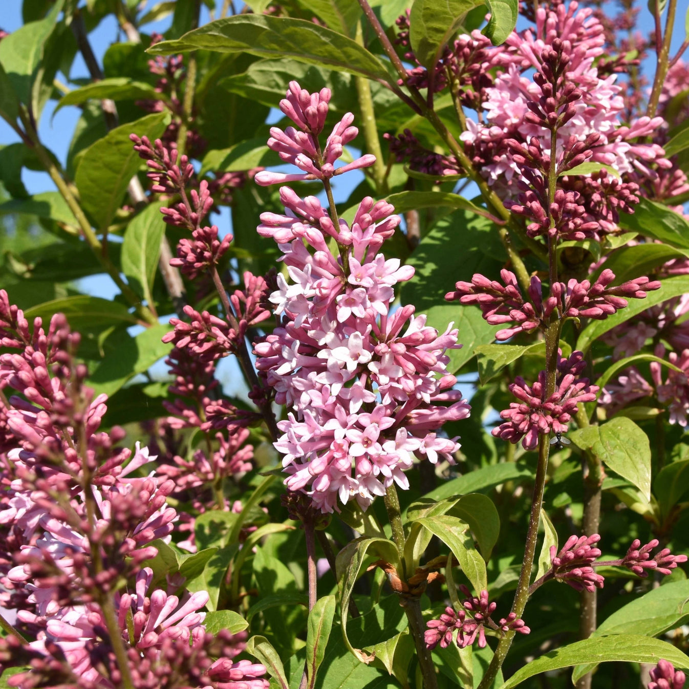 Preston Lilac 'James Macfarlane' – Late Pink Blooms & Fragrance – Jardineries Botanix