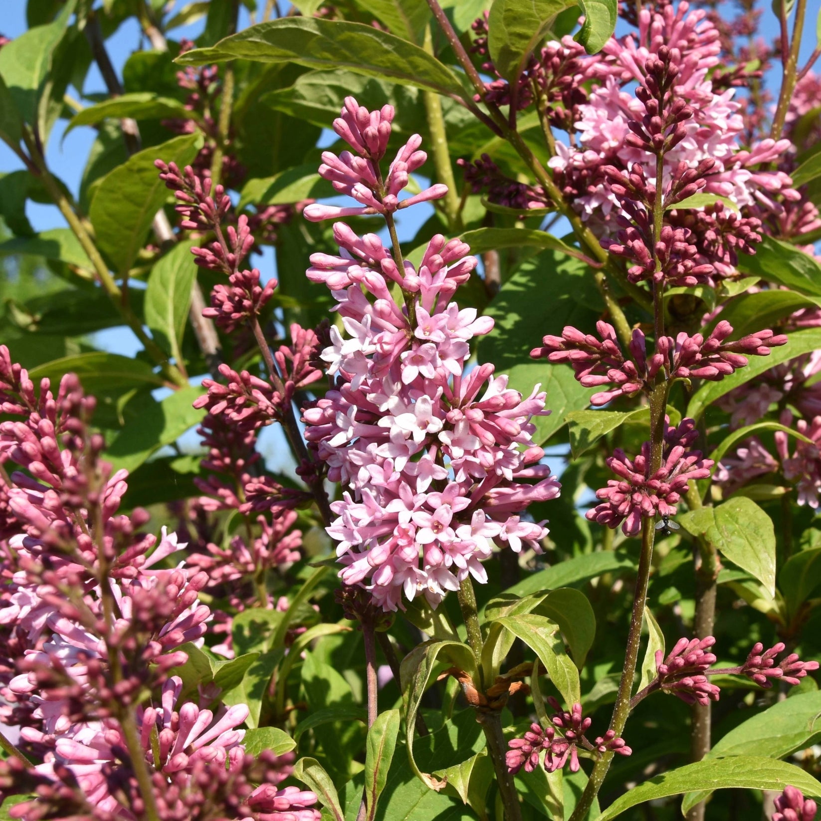 Preston Lilac 'James Macfarlane' – Late Pink Blooms & Fragrance – Jardineries Botanix