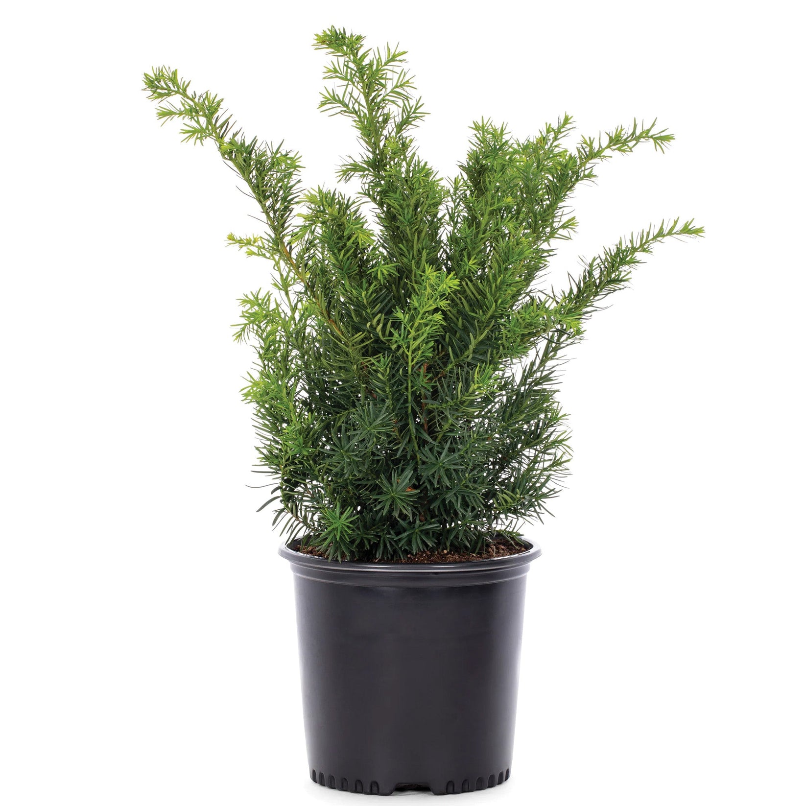 Structure Your Garden | 'Densiformis' Yew | Taxus | Botanix ...