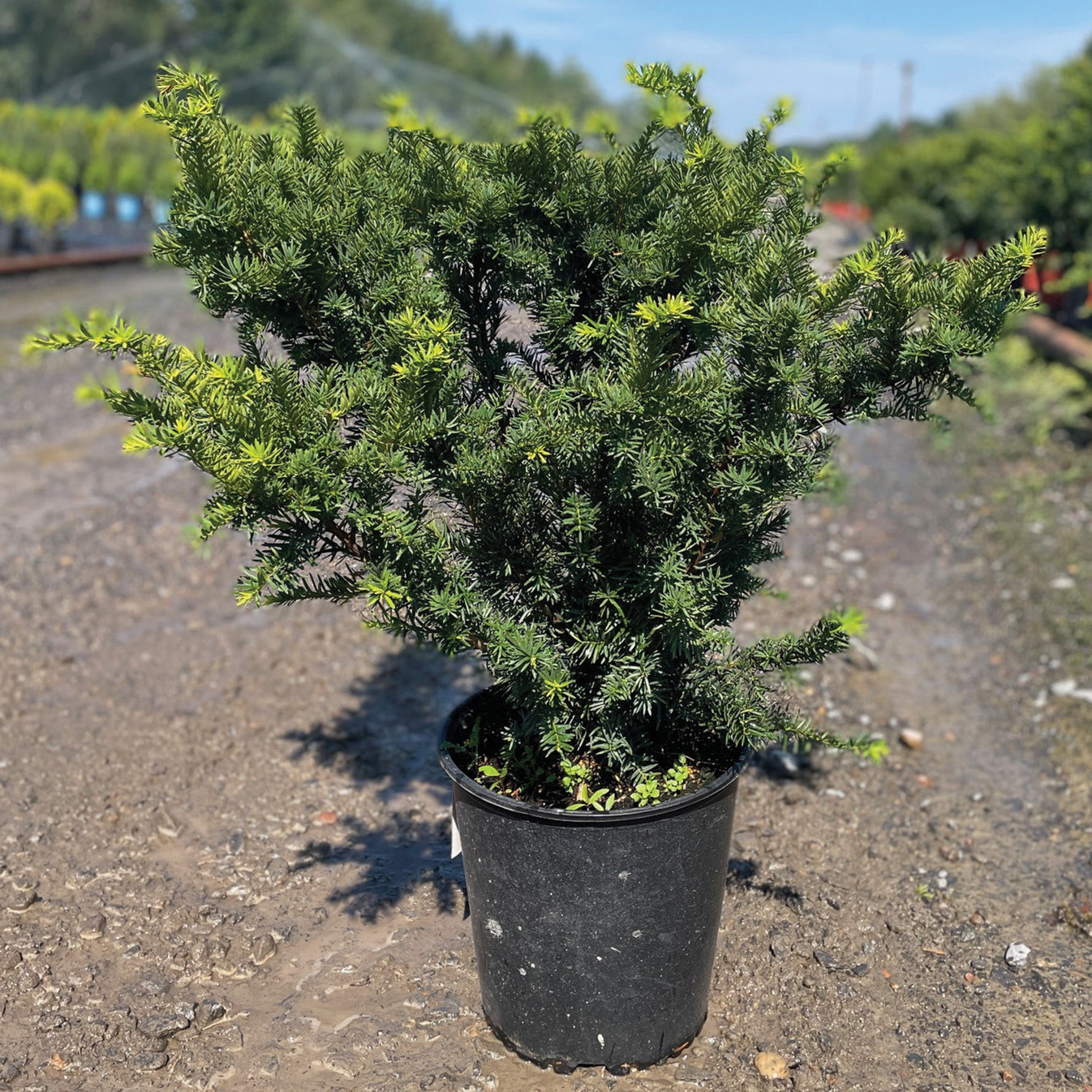 Densiformis Yew Jardineries Botanix