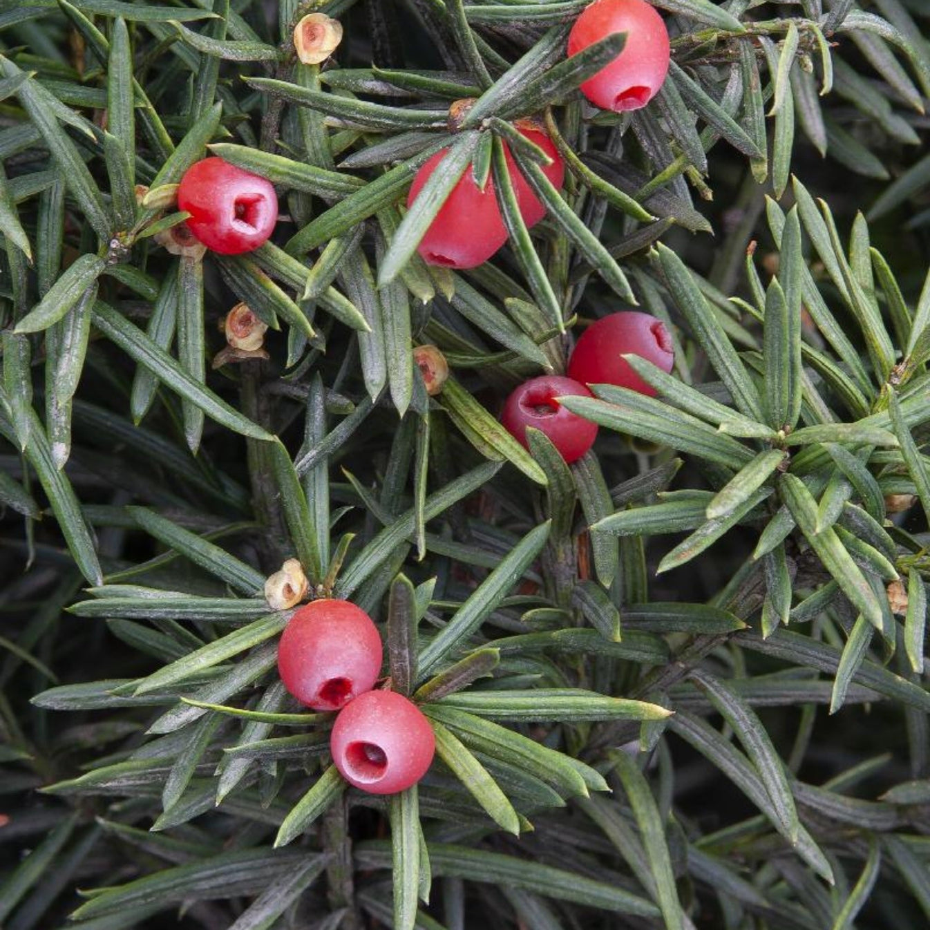Taxus x media 'Hicksii' | Superbe connifère | Botanix – Jardineries Botanix