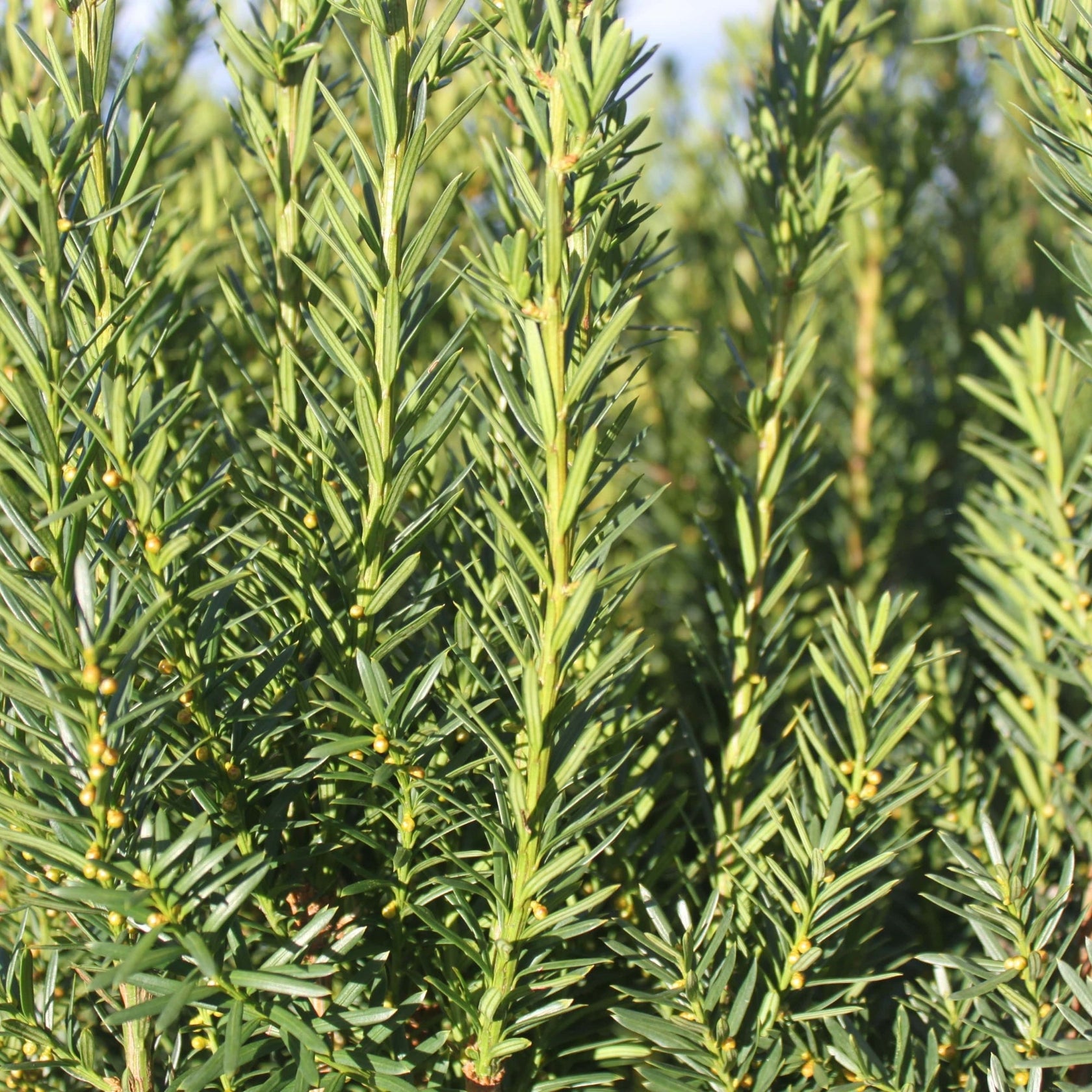 Taxus x media 'Hicksii' | Superbe connifère | Botanix – Jardineries Botanix