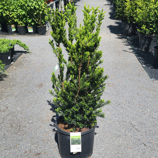 Hill's Yew | Shade-Tolerant Hedge Conifer | Taxus x media – Jardineries ...