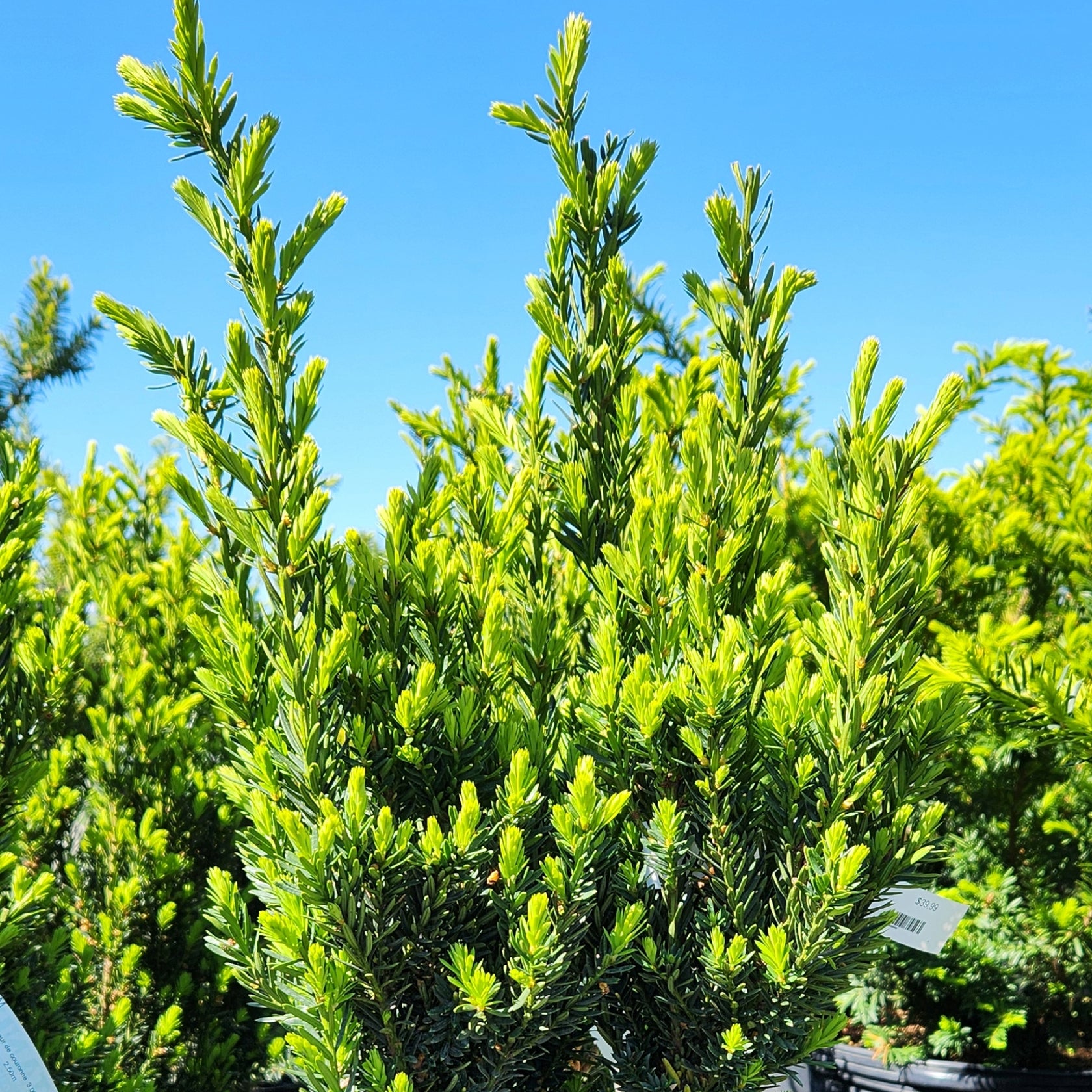 Hill's Yew | Shade-Tolerant Hedge Conifer | Taxus x media – Jardineries ...