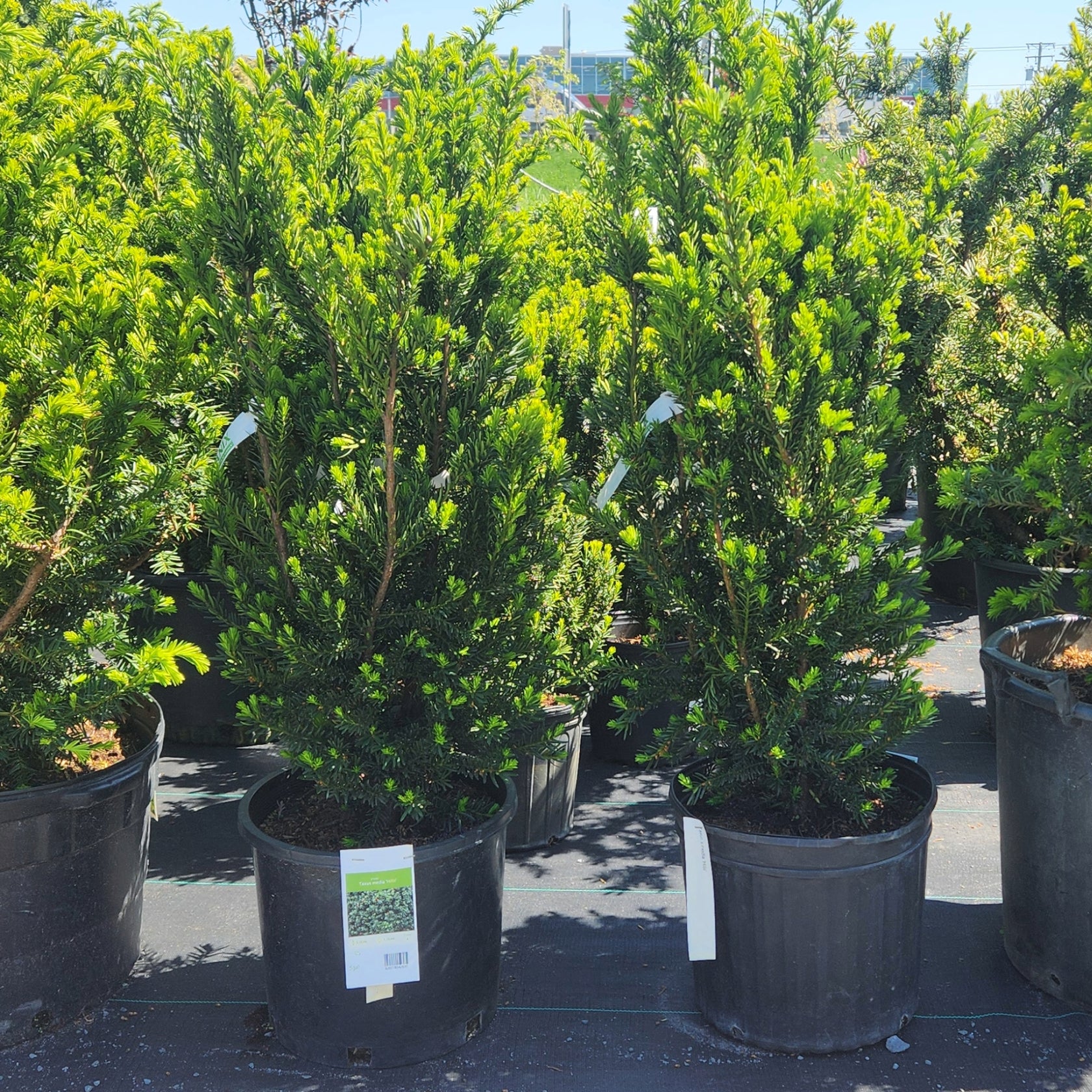 Hill's Yew | Shade-Tolerant Hedge Conifer | Taxus x media – Jardineries ...