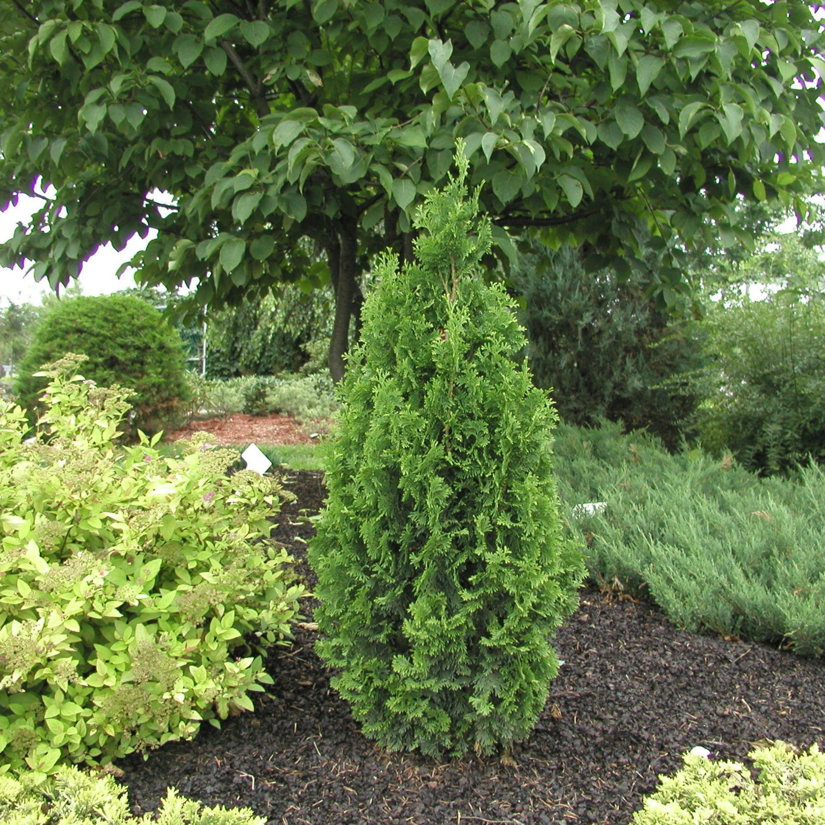 Privacy Hedge for Narrow Spaces | 'Degroot's Spire' Arborvitae | Thuja ...