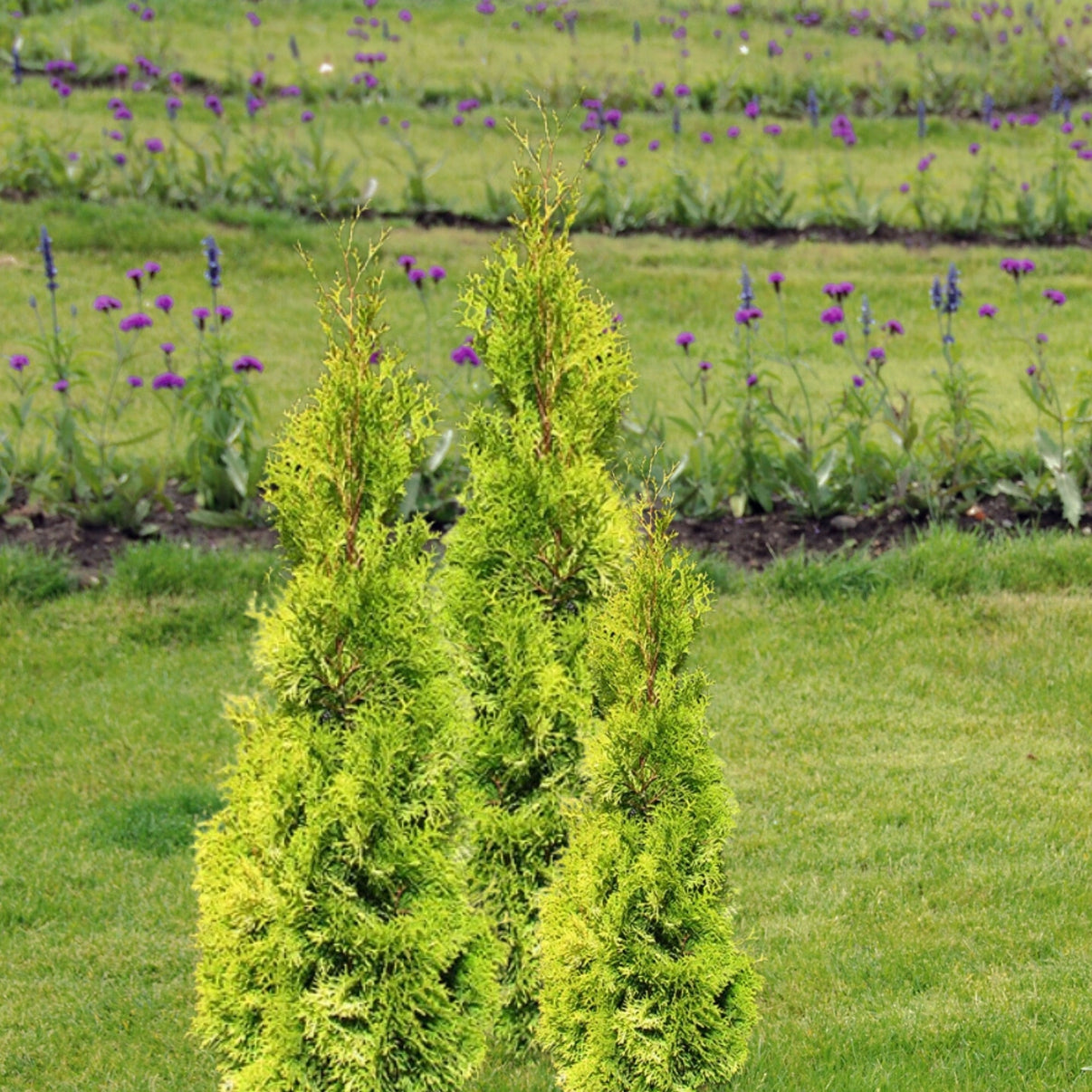 Jantar' Arborvitae Cedar – Jardineries Botanix