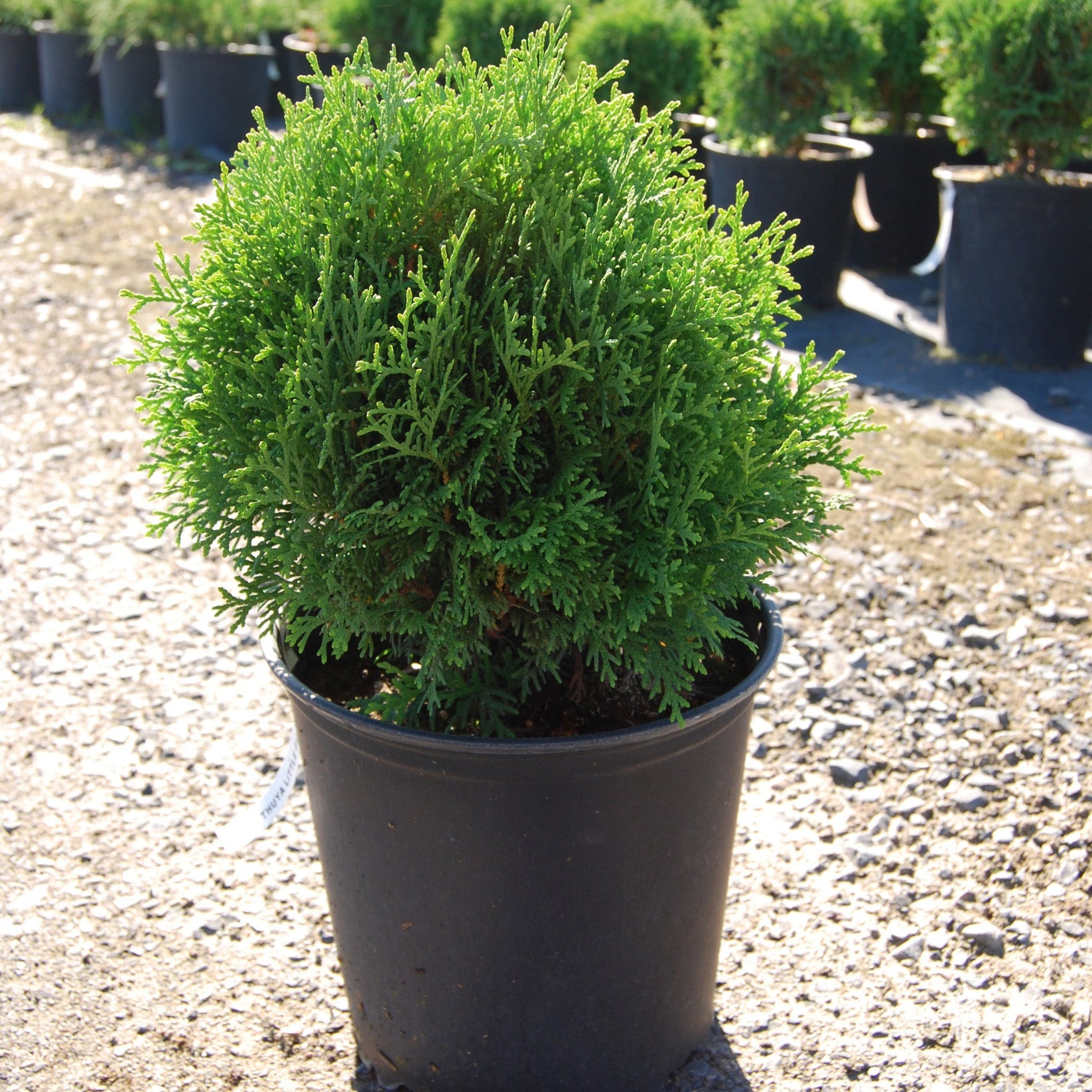 Thuya occidentalis 'Little Giant - Cèdre globe 'Little Giant ...