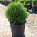 Perfect Globular Cedar | Thuja occidentalis 'Little Giant' | Botanix ...
