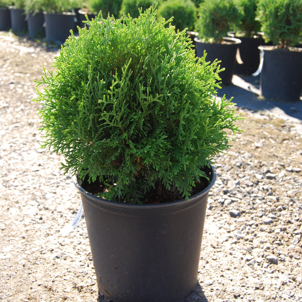 Perfect Globular Cedar | Thuja occidentalis 'Little Giant' | Botanix ...