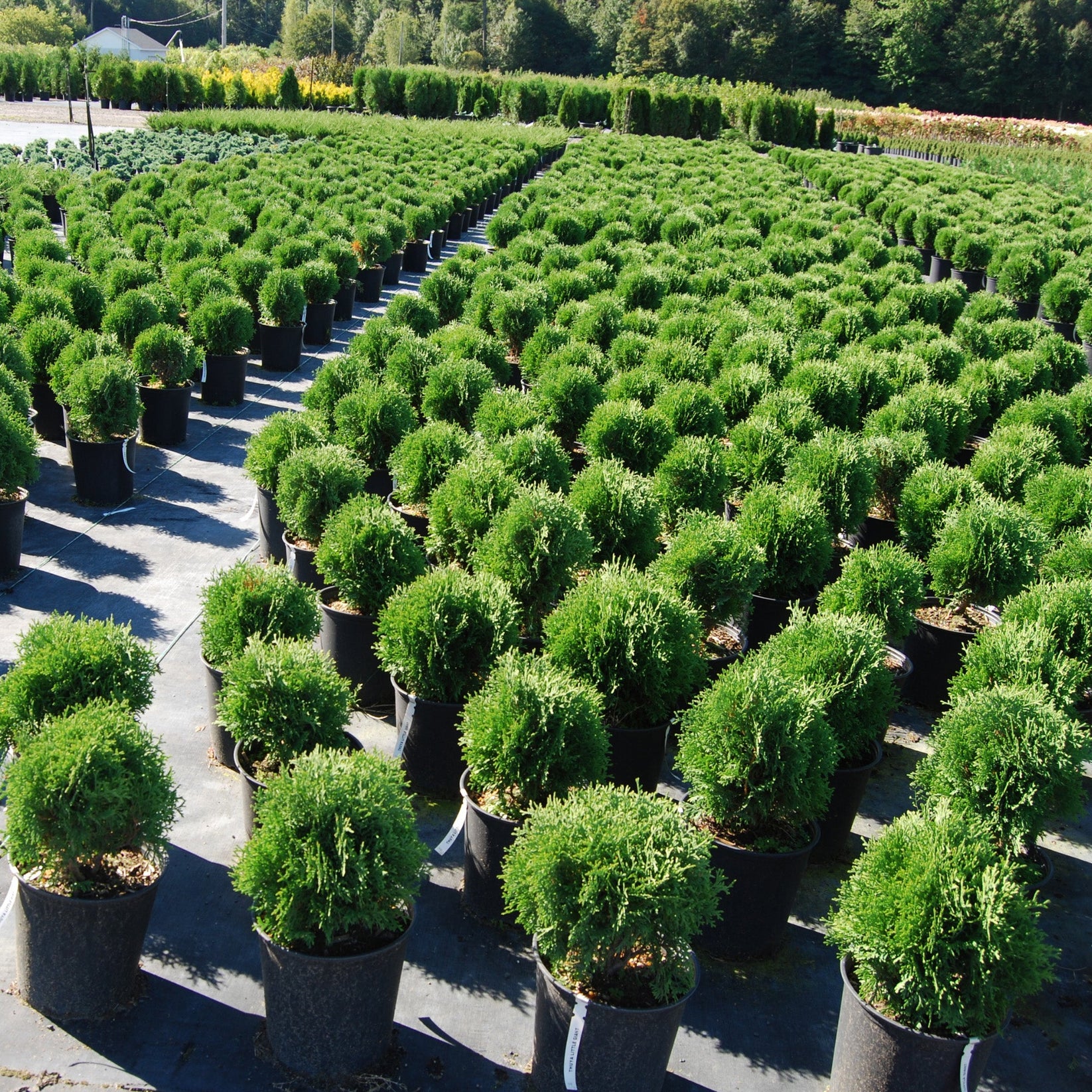 Thuya occidentalis 'Little Giant - Cèdre globe 'Little Giant' | Jardineries Botanix