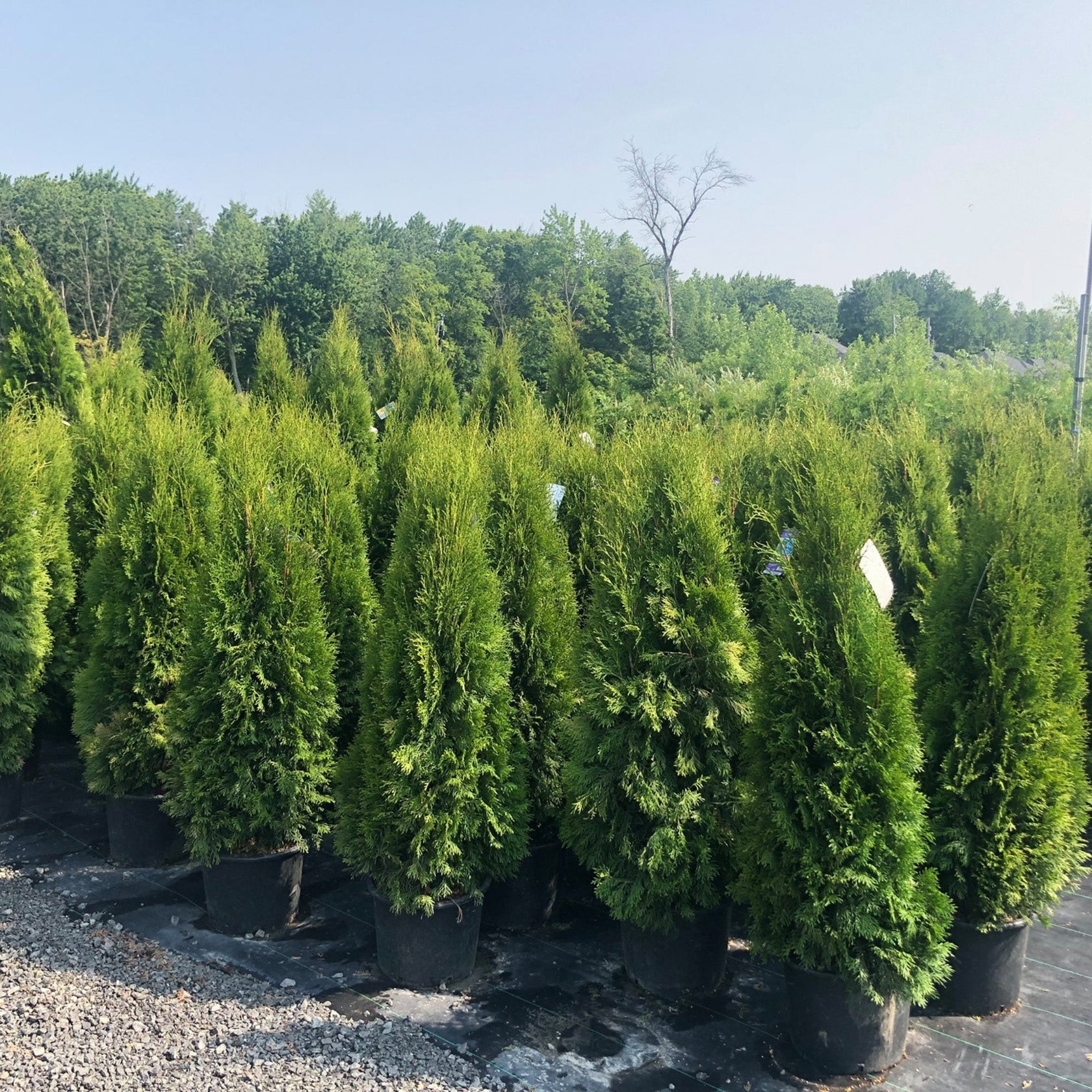 Thuya occidental 'Nigra' | Cèdre noir | Description et Entretien ...