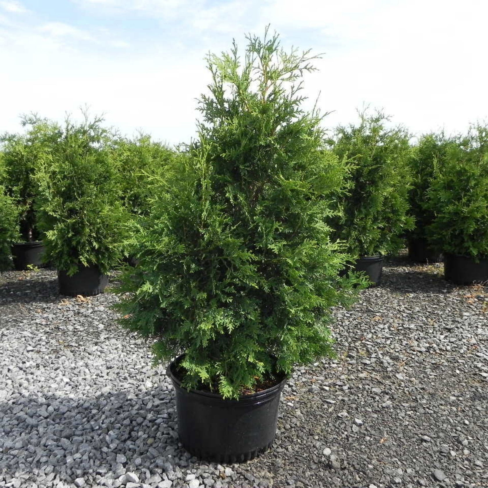 Western thuja 'Nigra' | Black cedar | Description and Maintenance ...