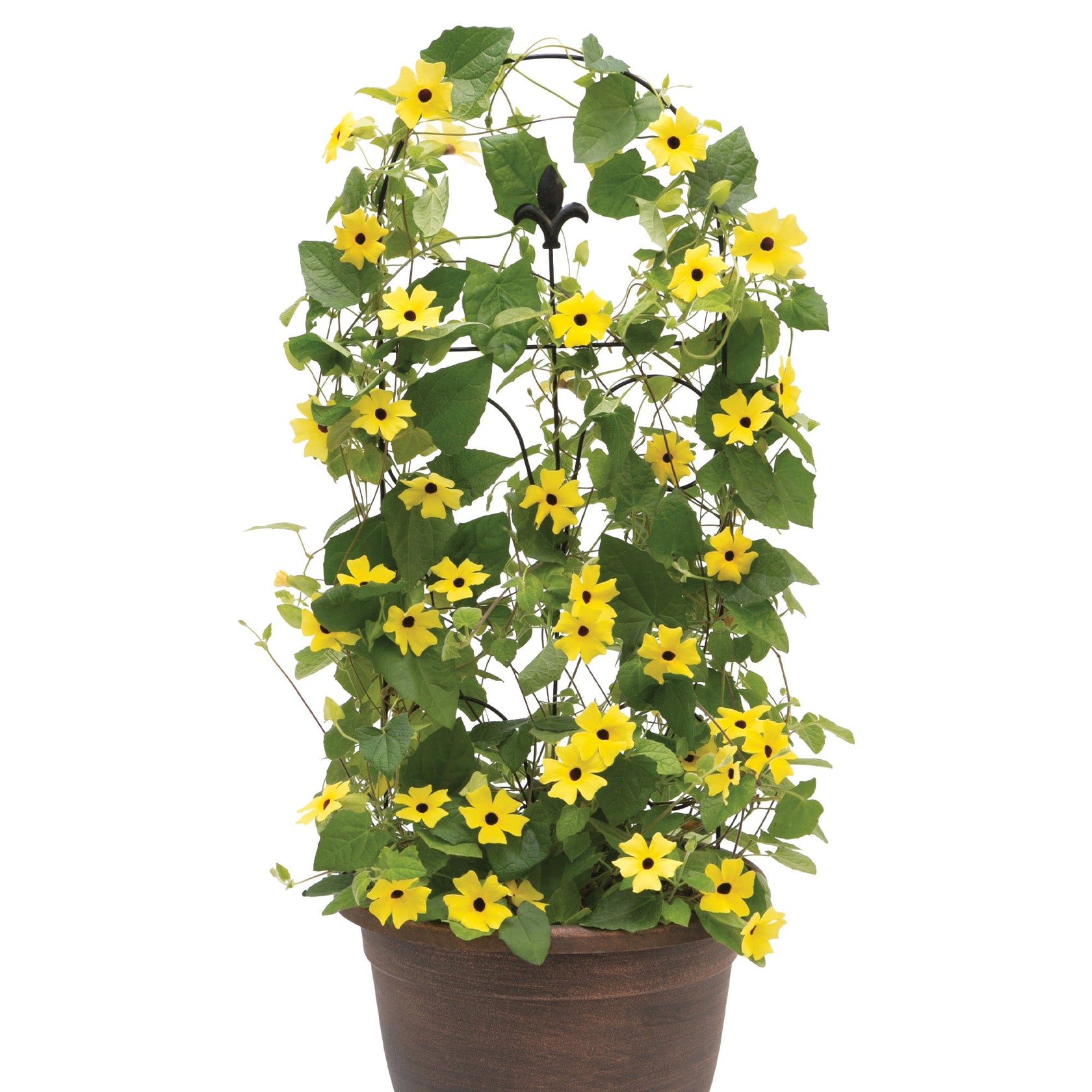 Thunbergia Lemon A-PEEL®: Climbing Citrus Radiance for Your Summer ...