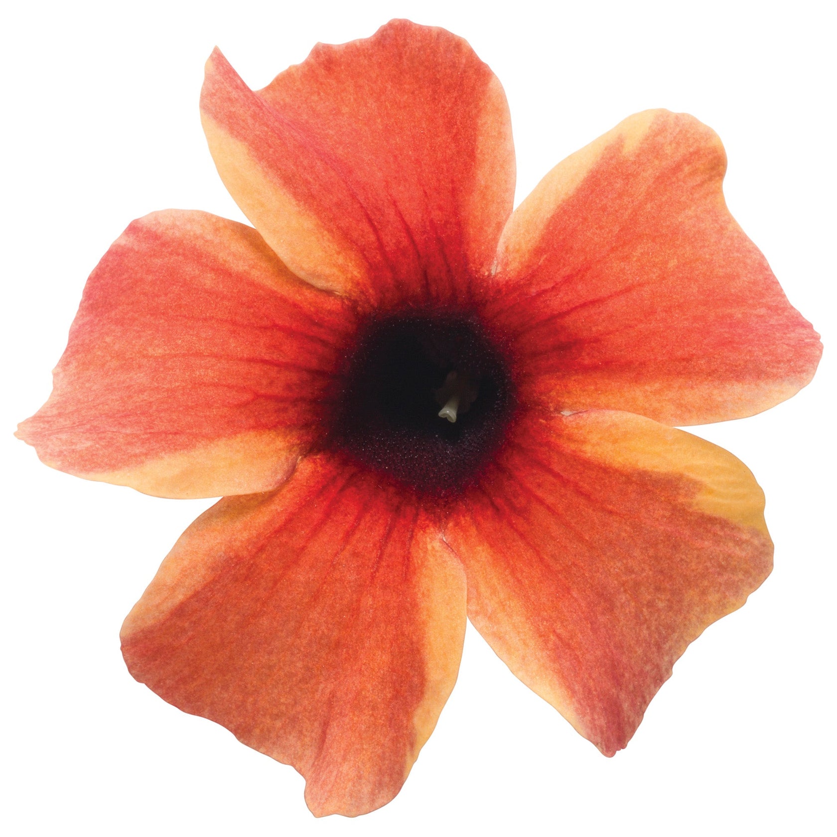 Suzanne aux yeux noirs Tangerine Slice A-PEEL® – Jardineries Botanix