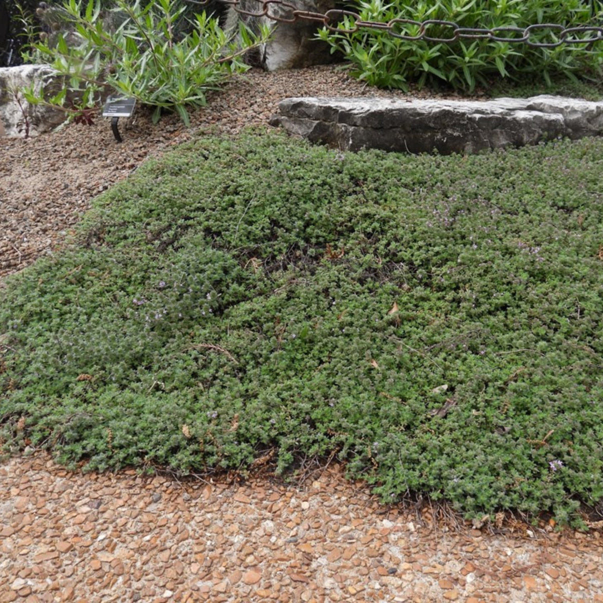 Thym Laineux | Couvre-sol pour Sentiers et Rocailles | Thymus ...