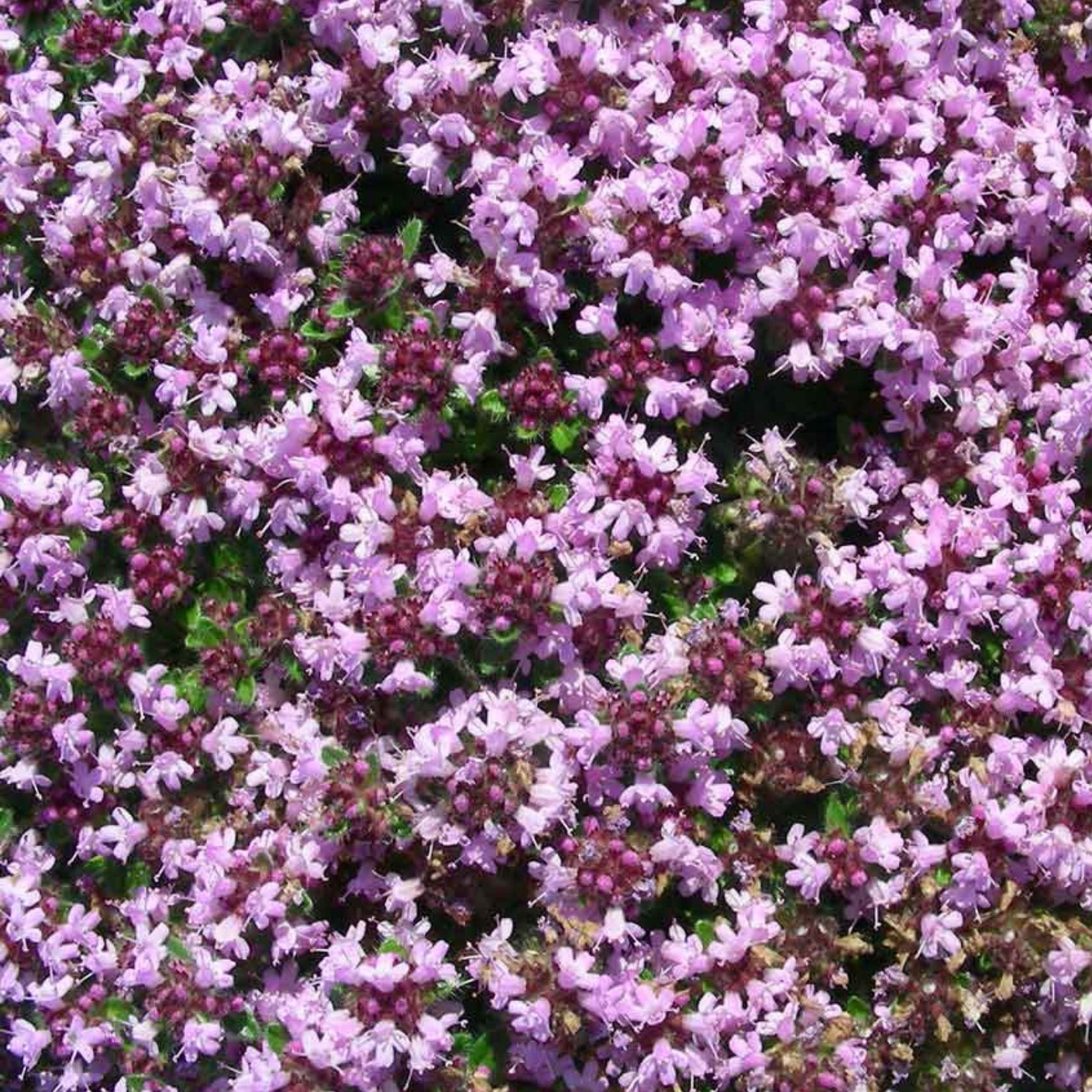 Woolly Thyme | Groundcover for Paths & Rock Gardens | Thymus ...