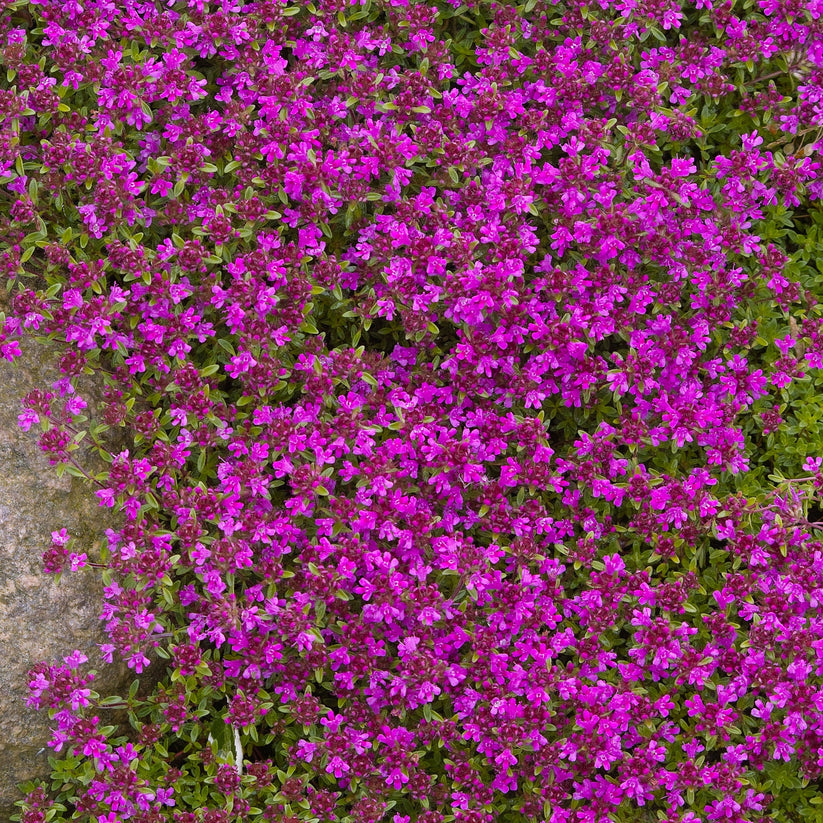 Creeping Thyme 'Coccineus': Description, Growing Guide & Care ...