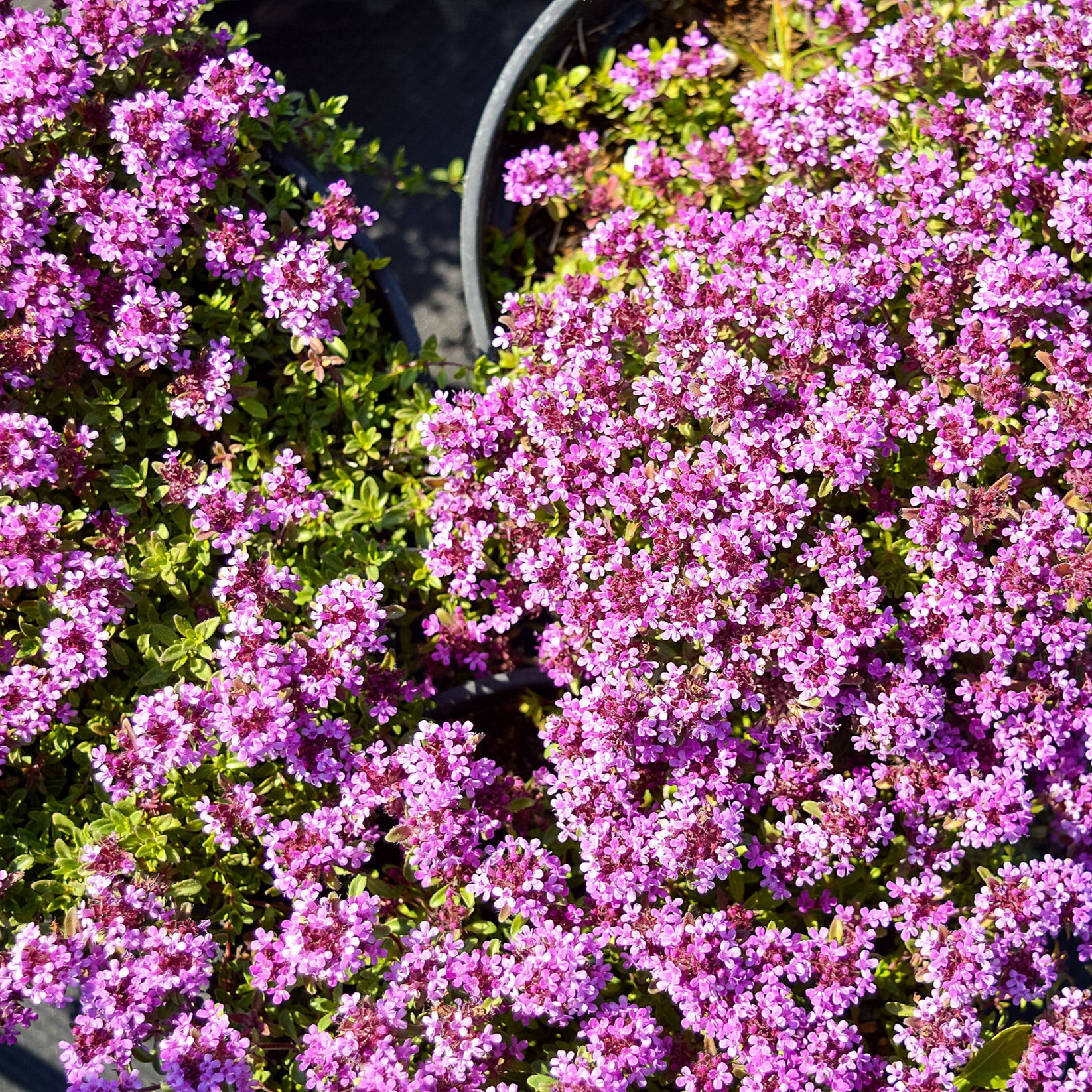 Thym 'Roseus' – Jardineries Botanix