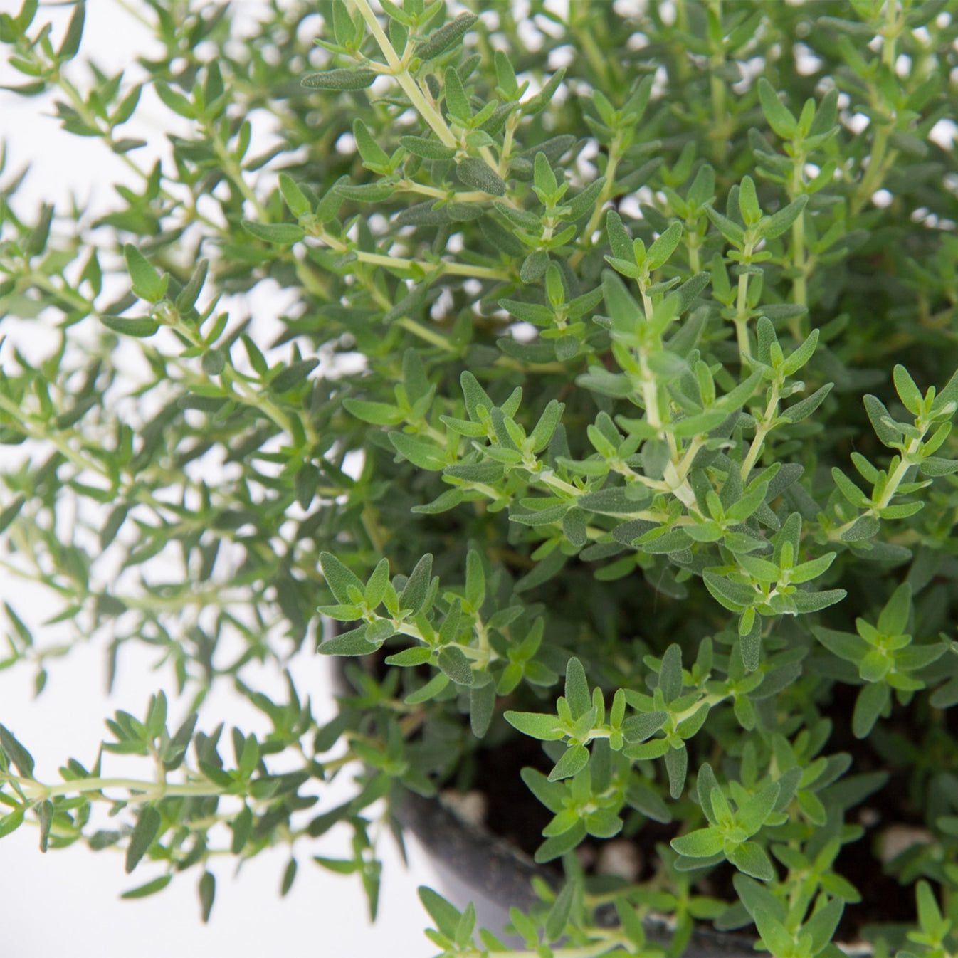 Thym 'Faustinoi' – Jardineries Botanix