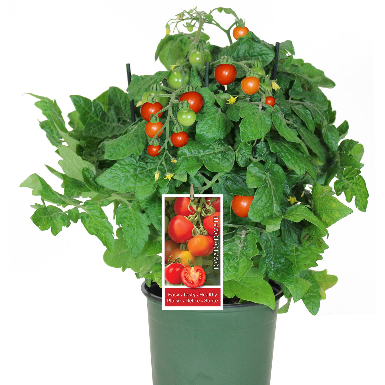 Tomates de table prêtes-à-manger en pot de 16 cm – Jardineries Botanix