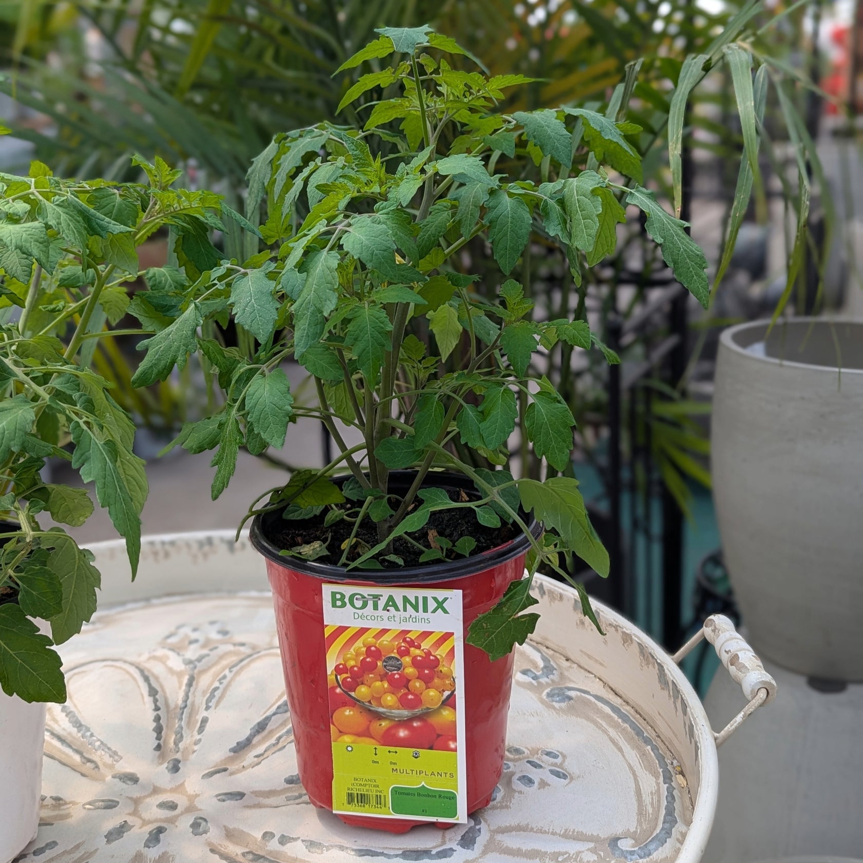 Tomate cerise 'Bonbon' jaune et rouge |Explosion de sucre purement ...