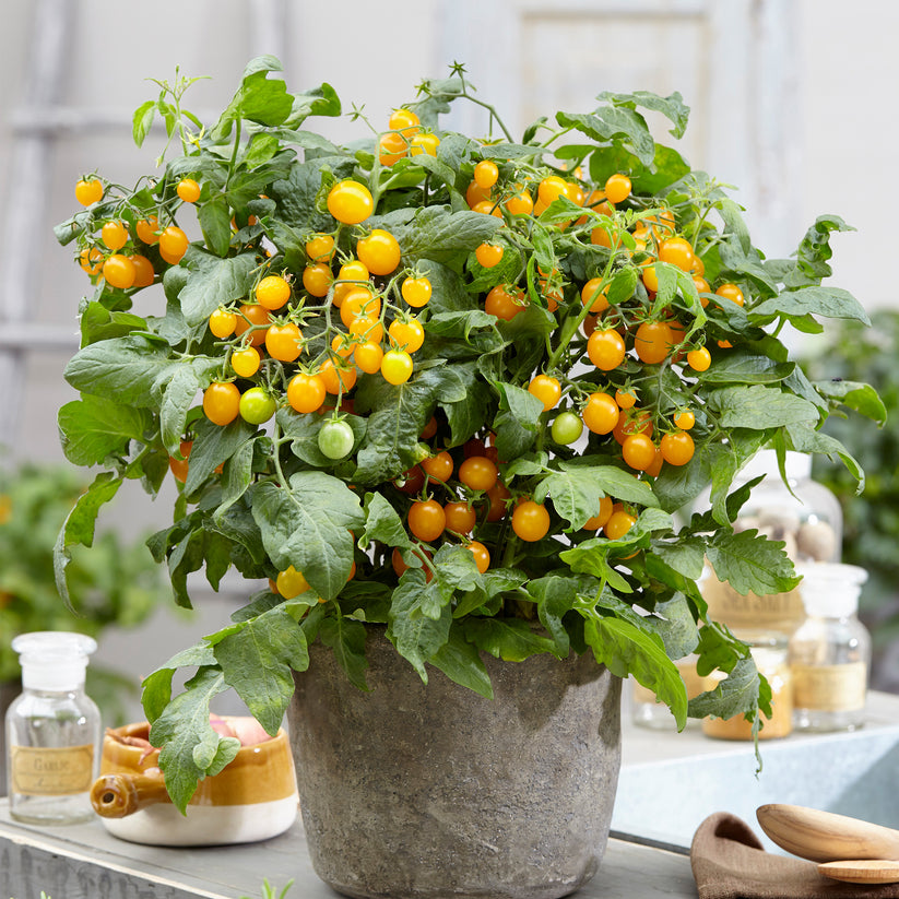 SWEET STURDY™ Grace Cocktail Tomato – Jardineries Botanix