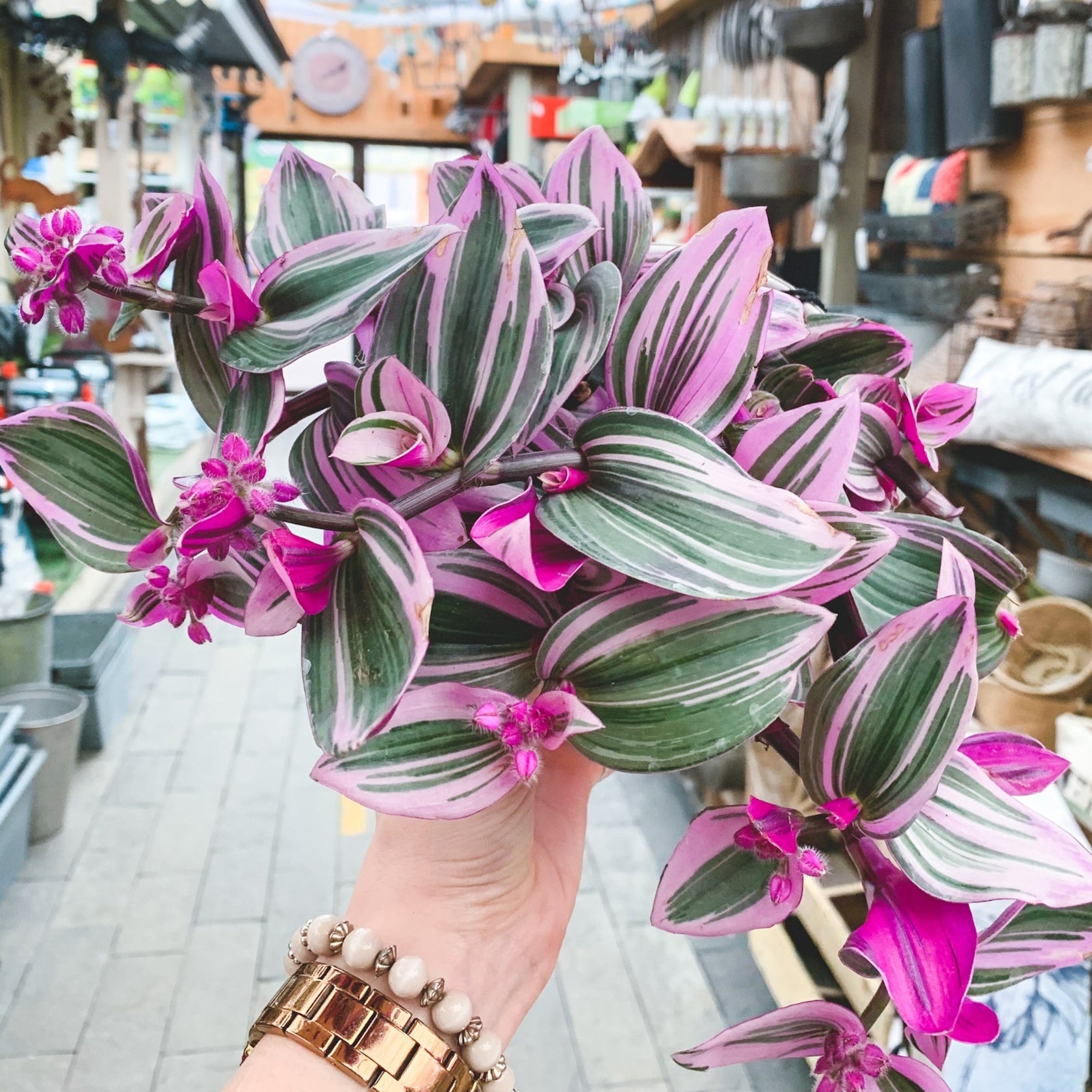 Feuillage Rose-Violet Spectaculaire | Misère 'Nanouk' | Tradescantia ...