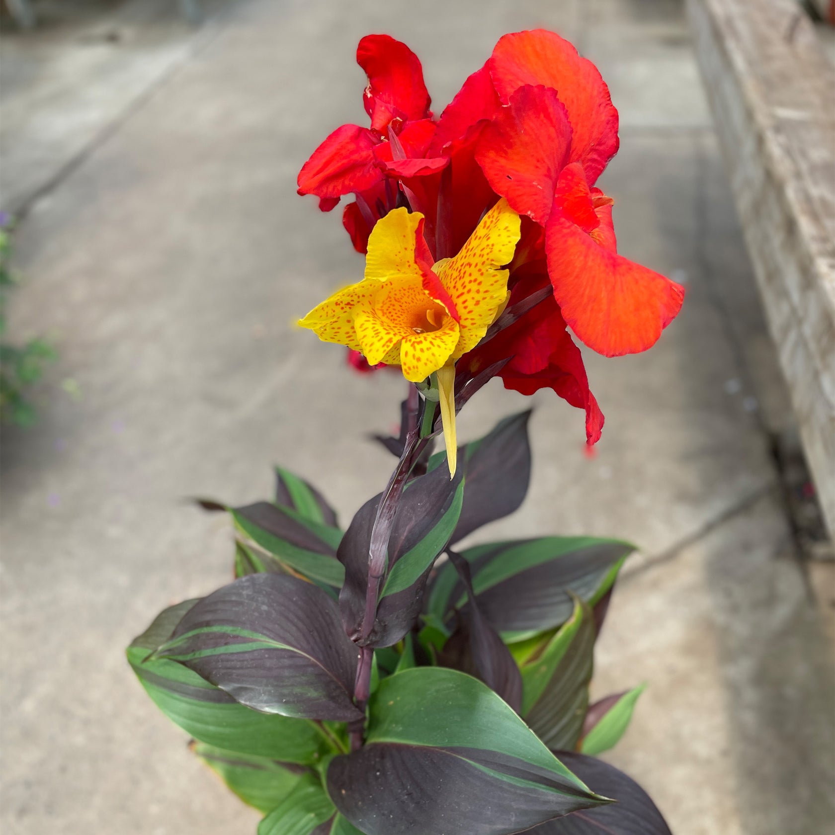 Cleopatra Canna Lily – Jardineries Botanix