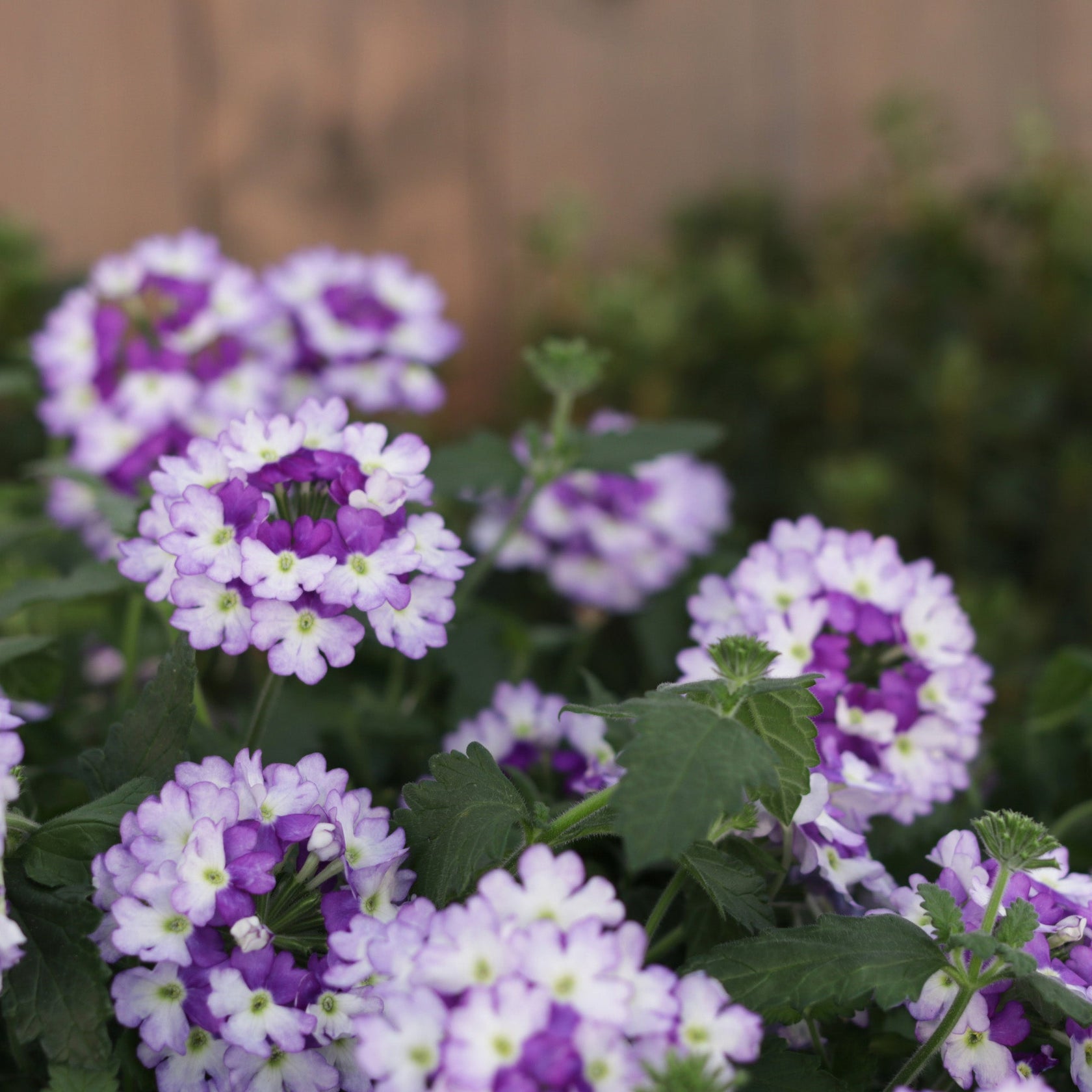 SUPERBENA SPARKLING® Amethyst Verbena – Jardineries Botanix