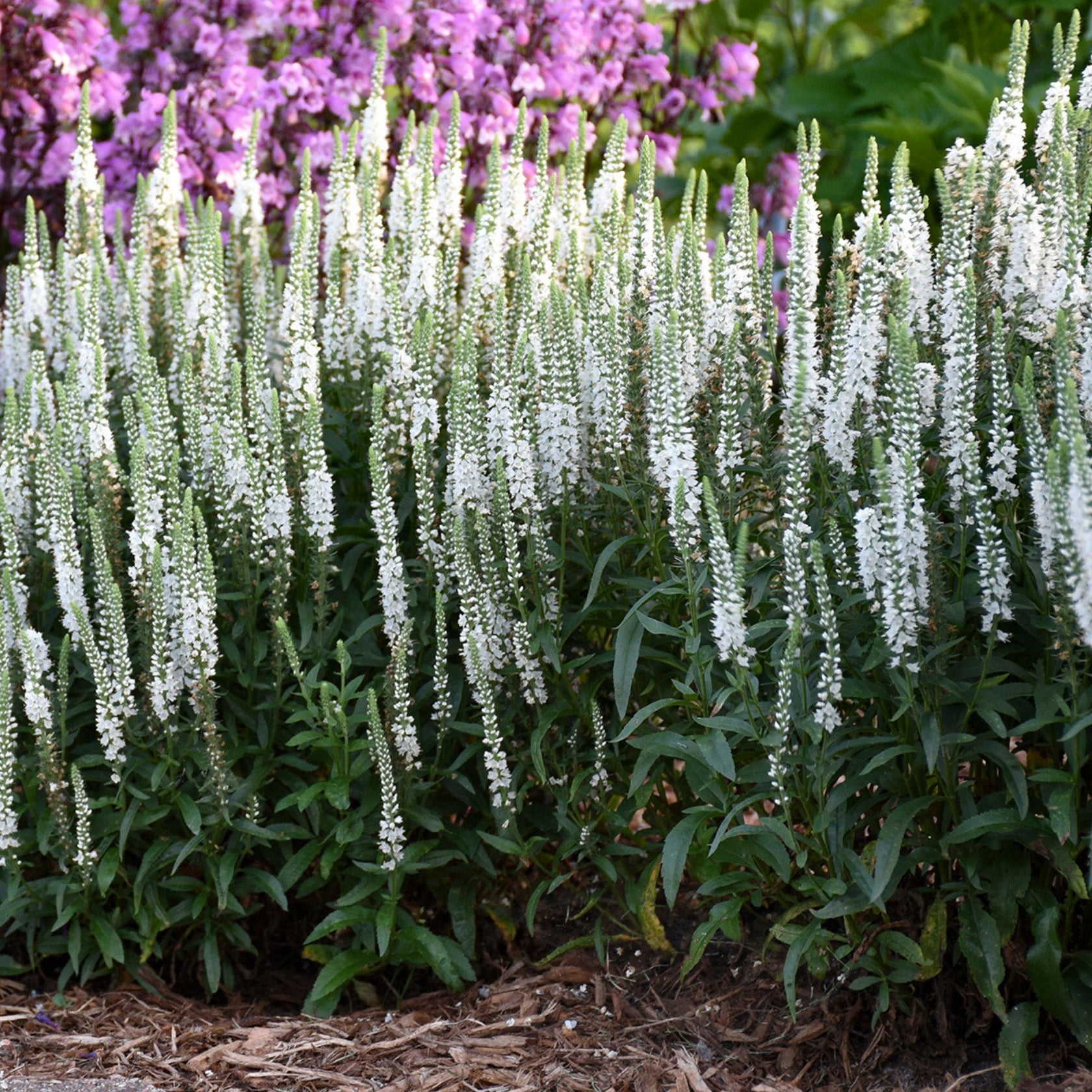 Véronique MAGIC SHOW® 'White Wands' – Jardineries Botanix