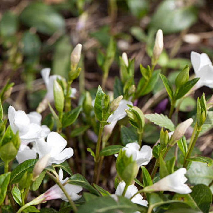 Petite Pervenche 'Alba' – Jardineries Botanix