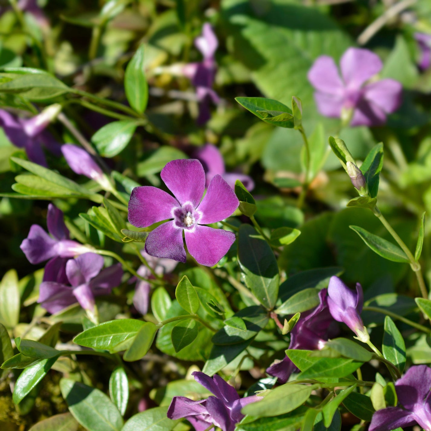 'Atropurpurea' Lesser Periwinkle – Jardineries Botanix