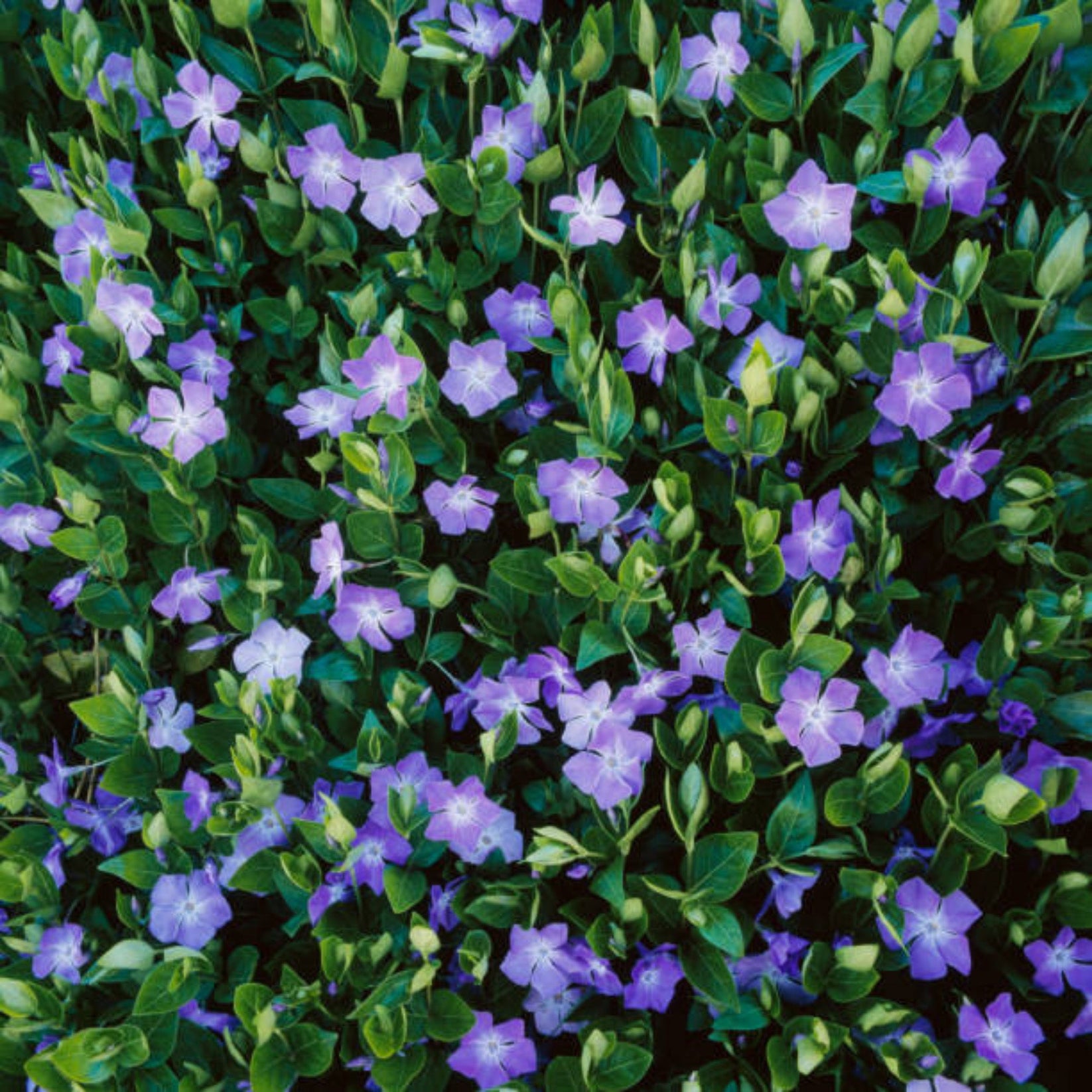 Petite Pervenche 'Bowles' – Jardineries Botanix