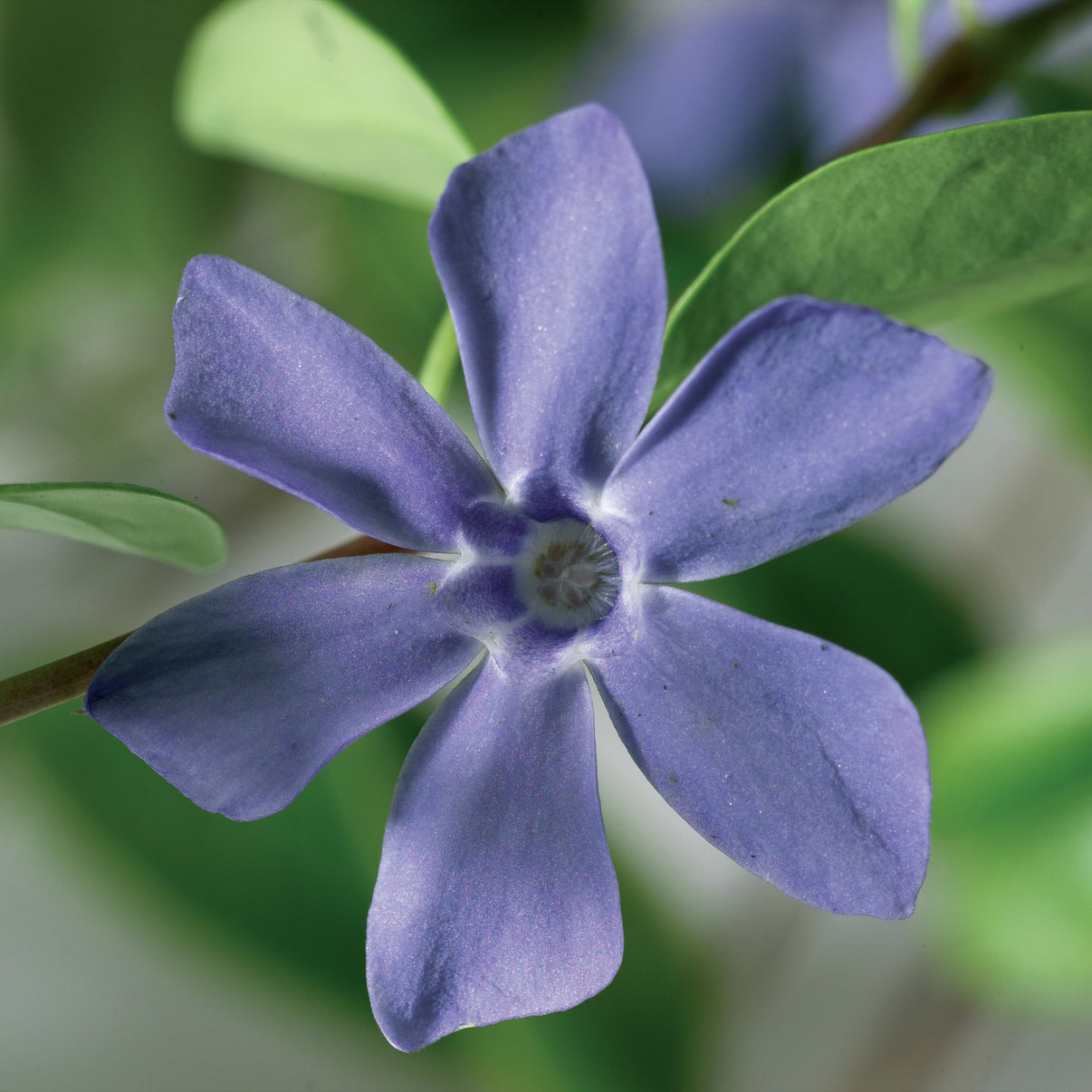 Illumination' Periwinkle – Jardineries Botanix